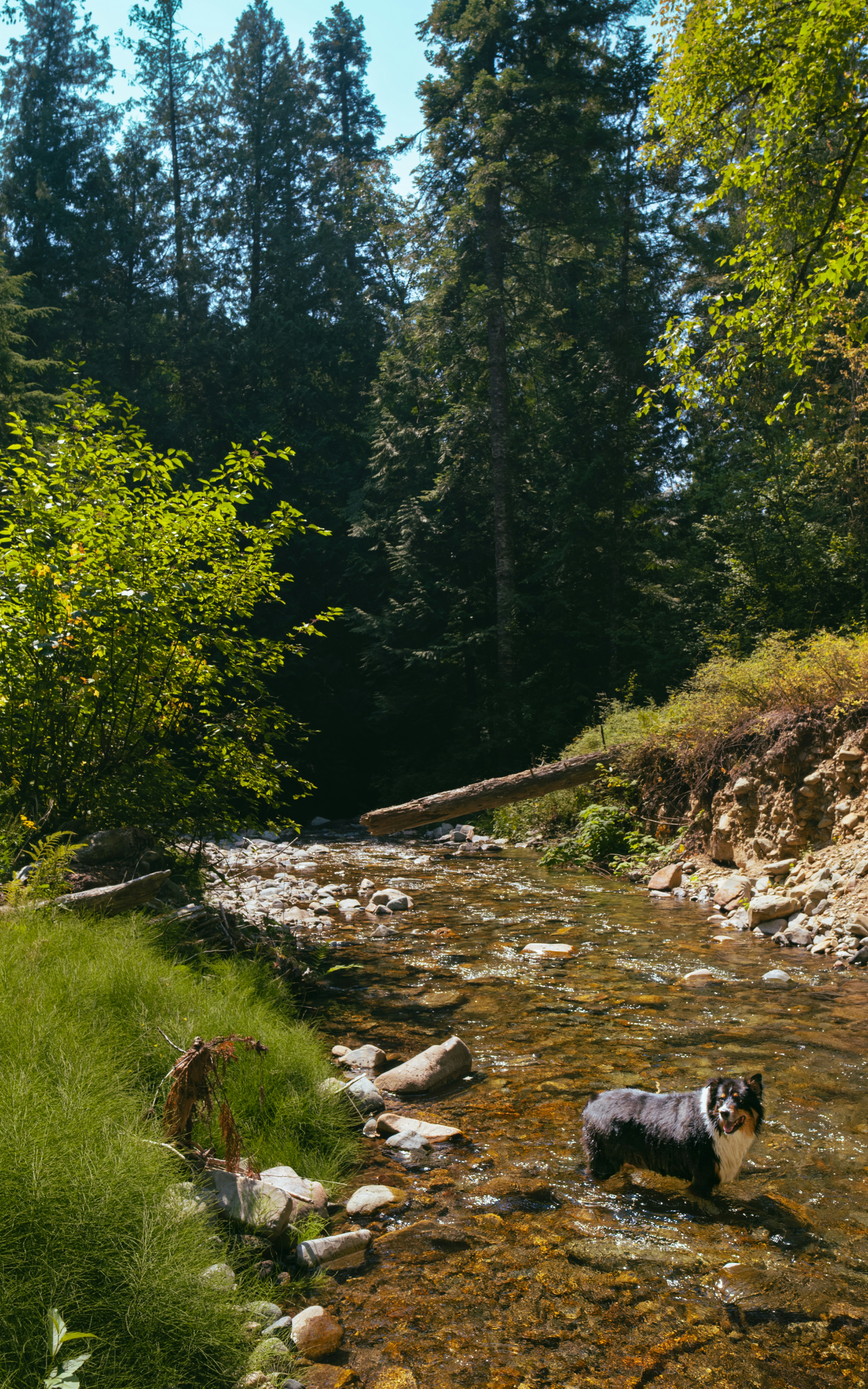 A dog stands in a shallow, sunlit stream bordered by rocks and lush green trees in a forest setting.