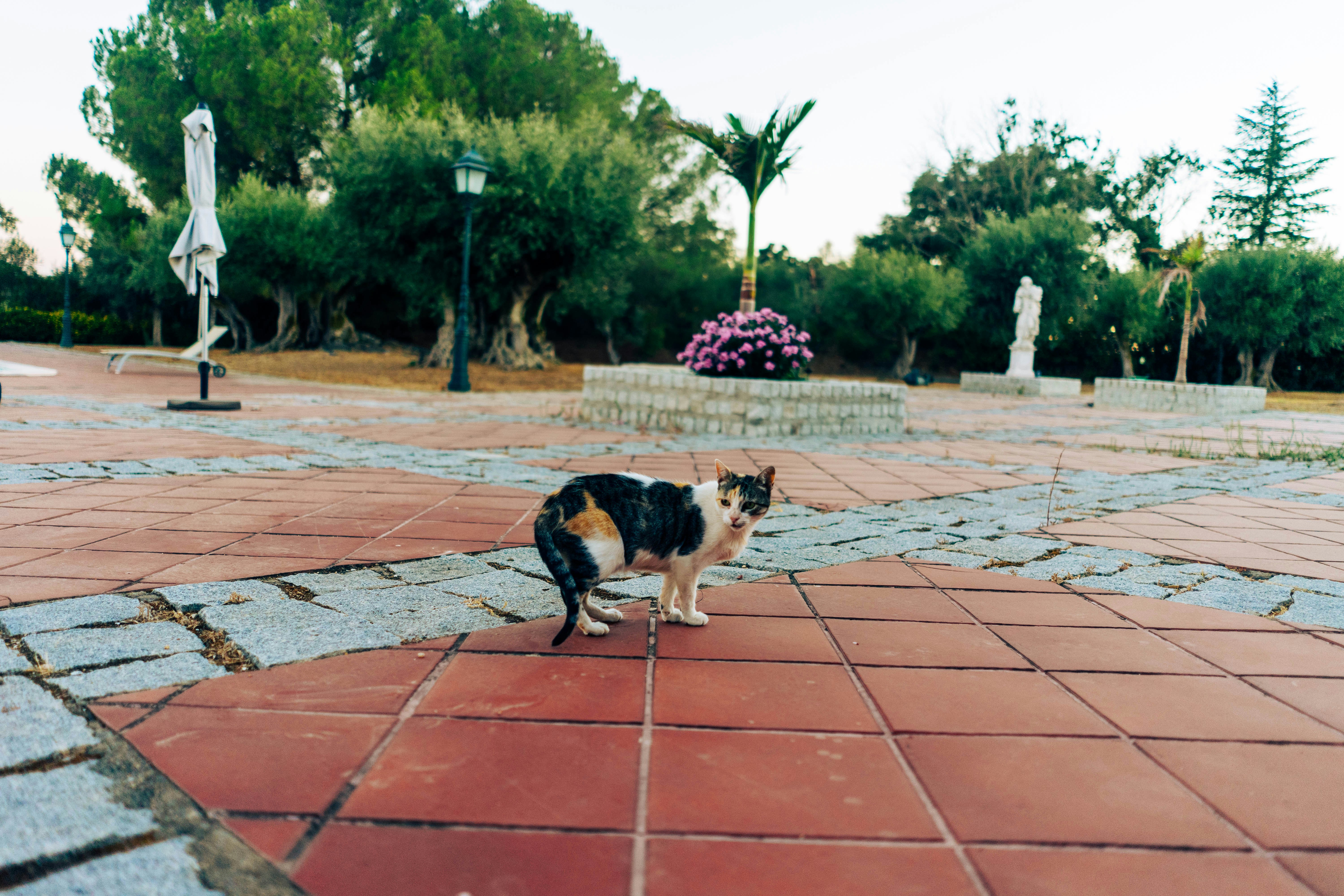 Calico Cat Patrols the Rooftiled Amphitheater
