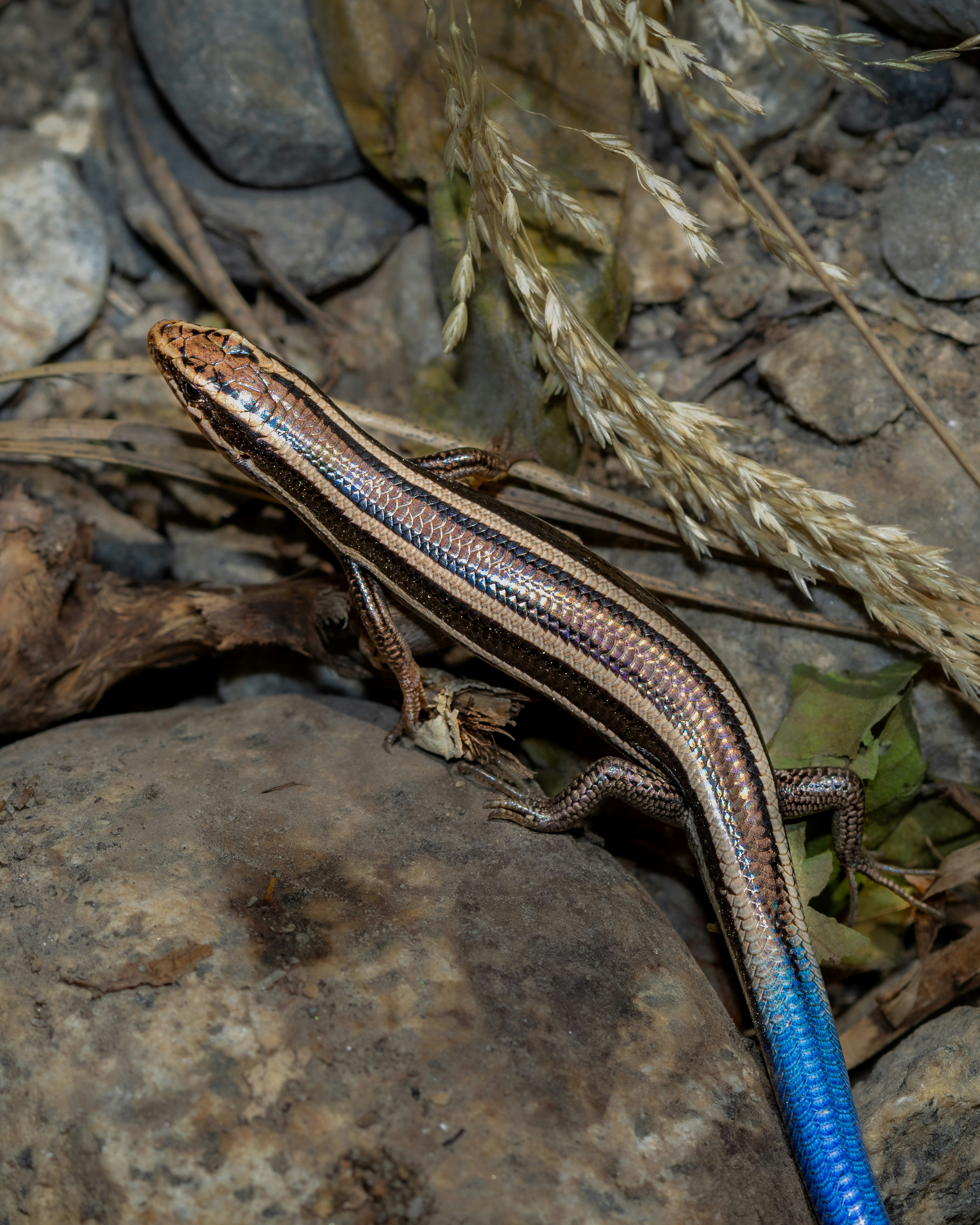 Striped salamander basking along a rocky creek edge