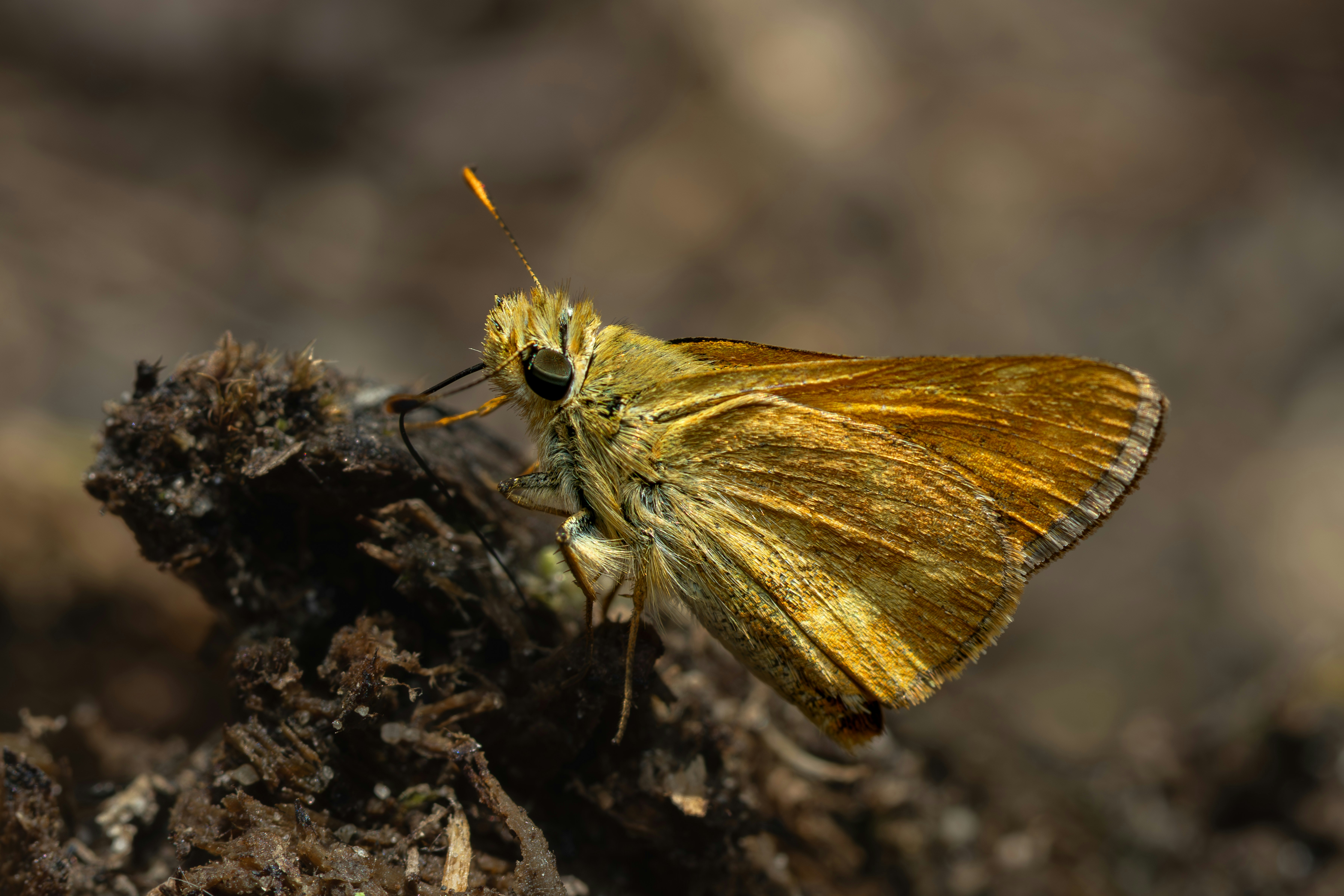 Golden Wings at the Edge of Ground: A Desert Moth in Focus