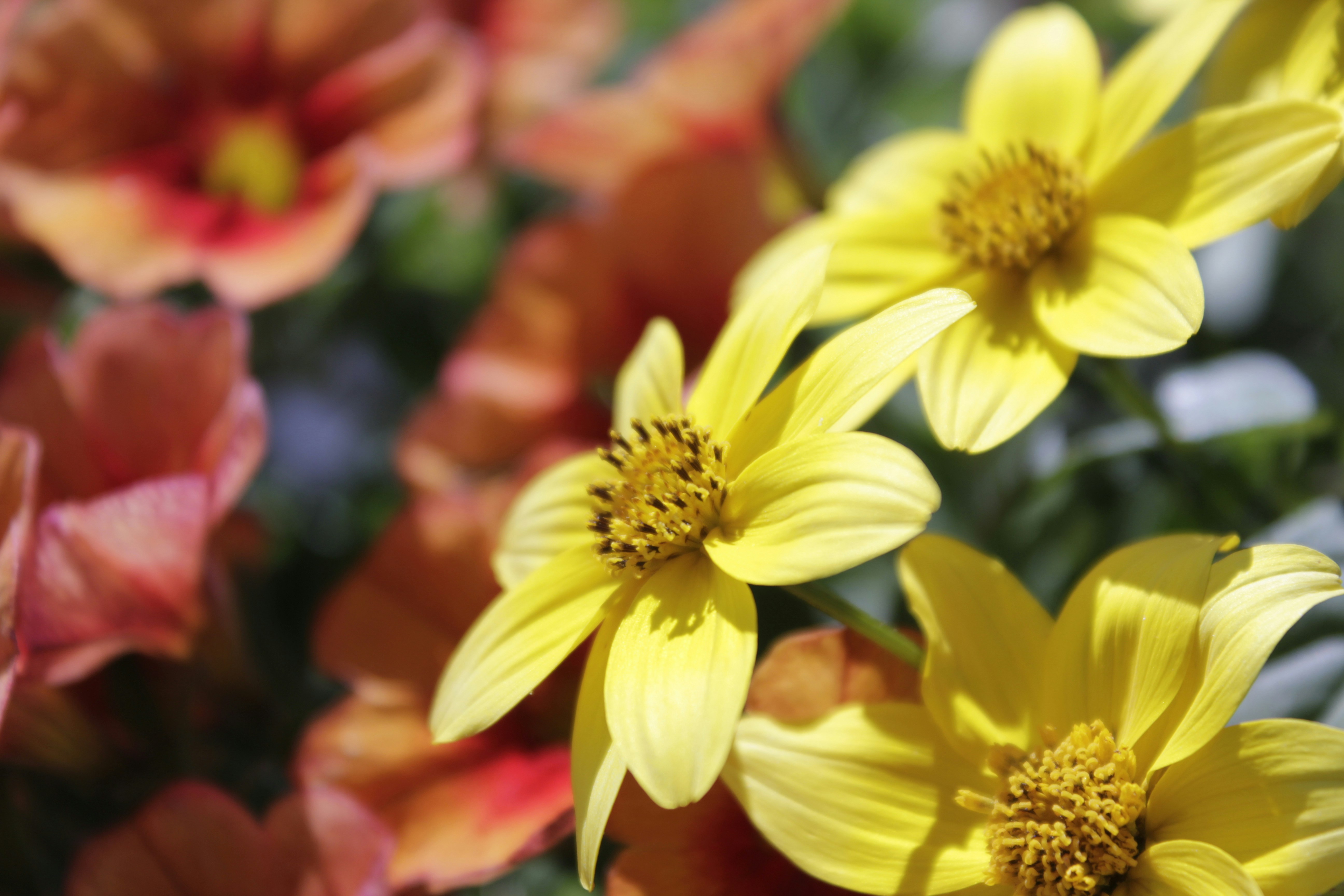 Sunlit Yellow Bloomers: Close-Up Harmony in a Colorful Bed
