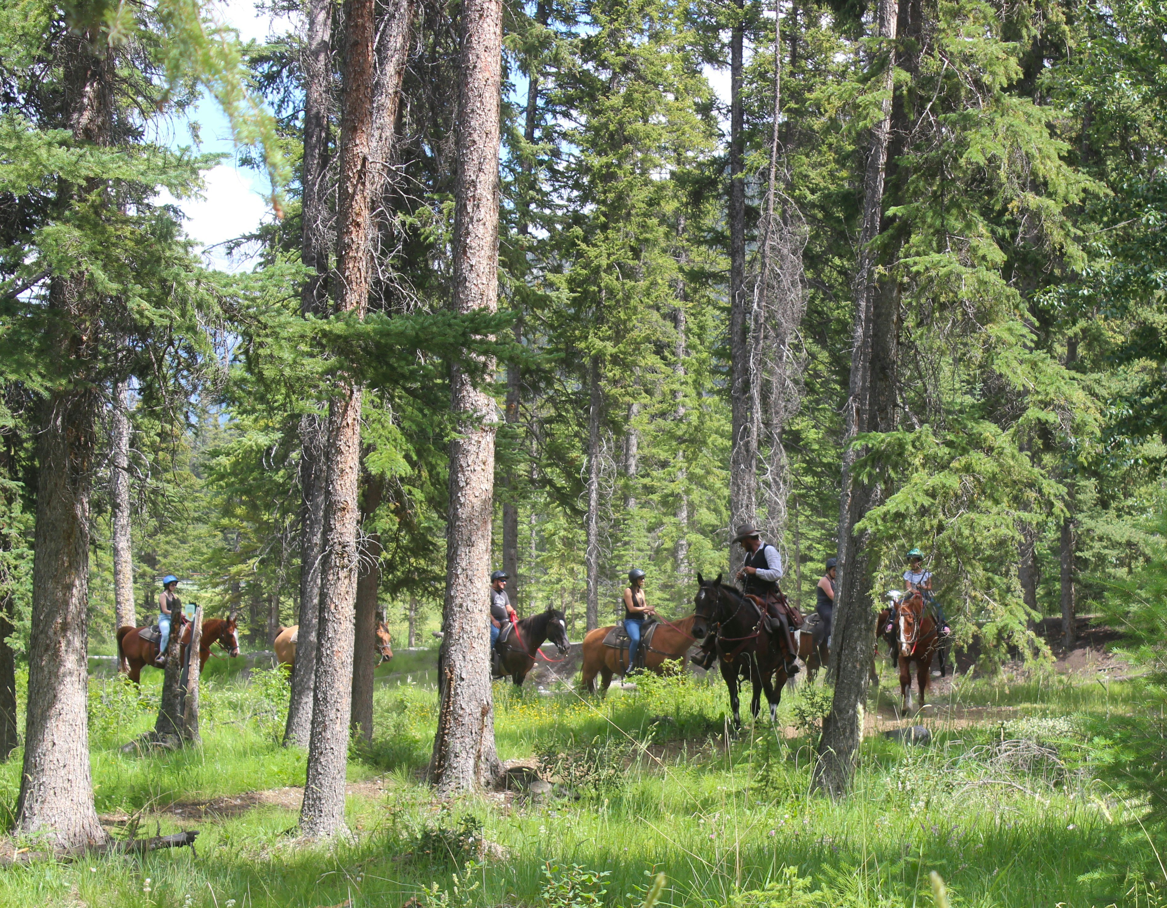 Rider Line through the Pine Shade