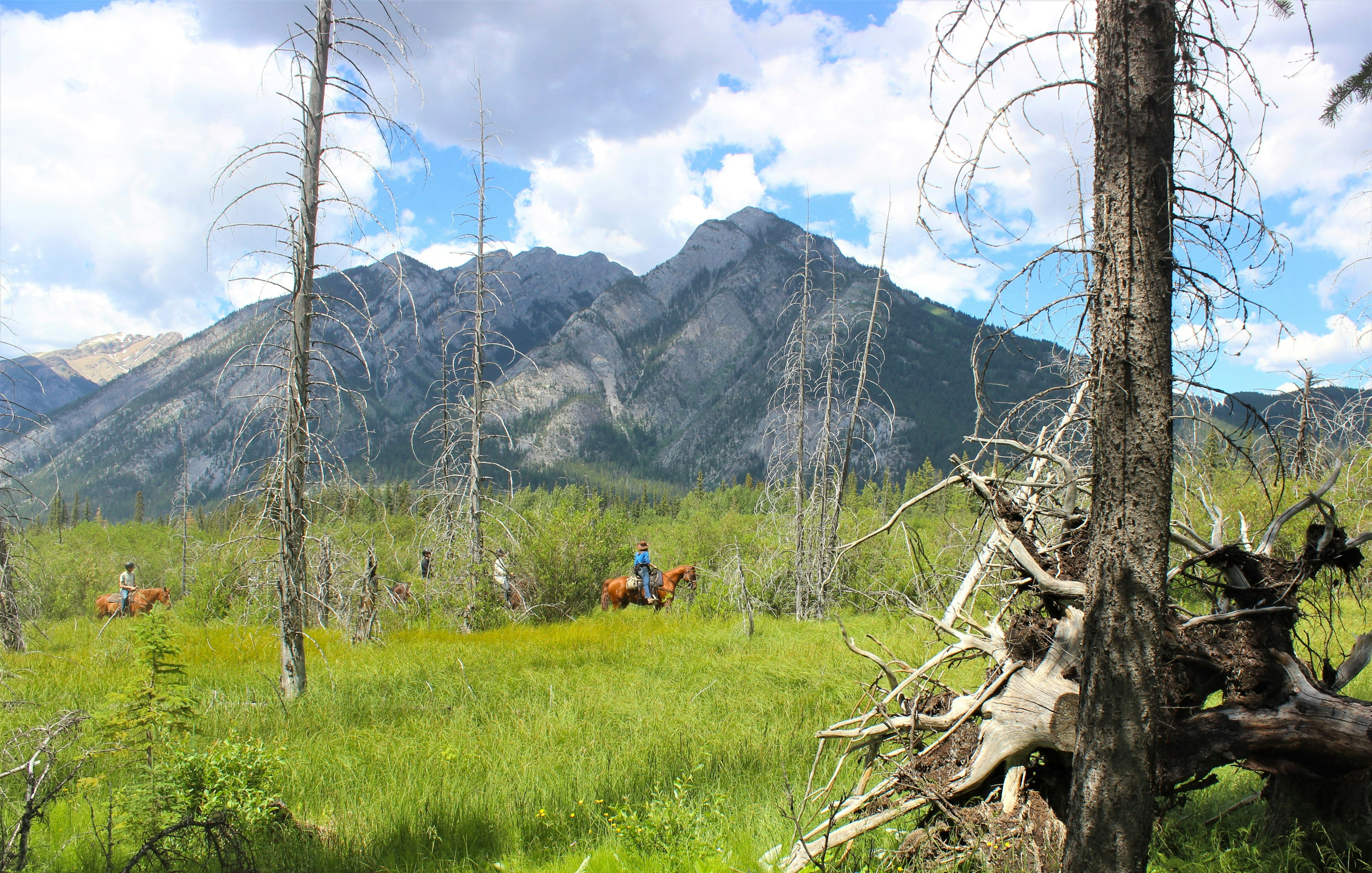 Guardians of the Meadow: Mountain Range Under a Bright Sky