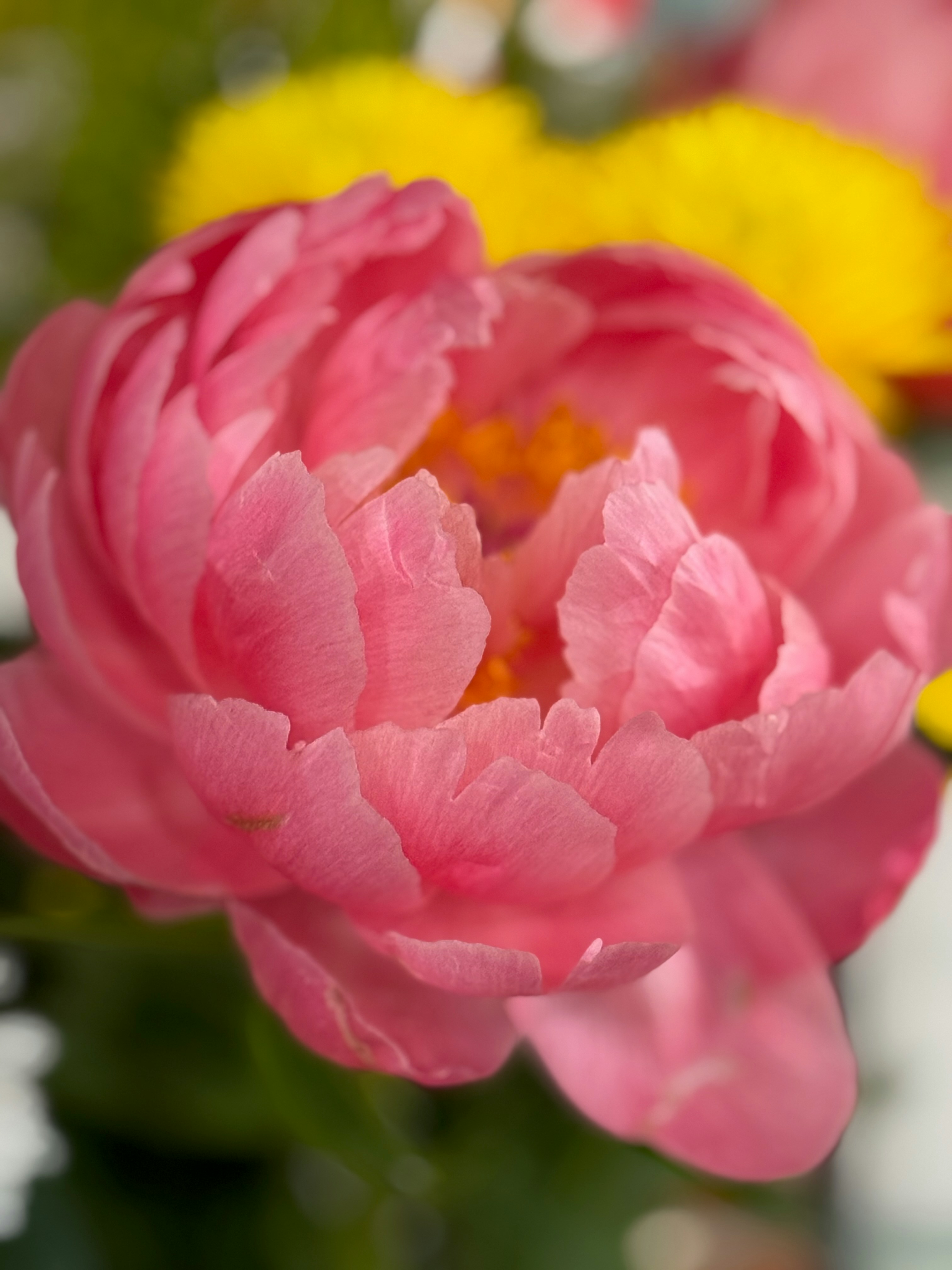 Pink Peony in Soft Focus: a Garden Portrait