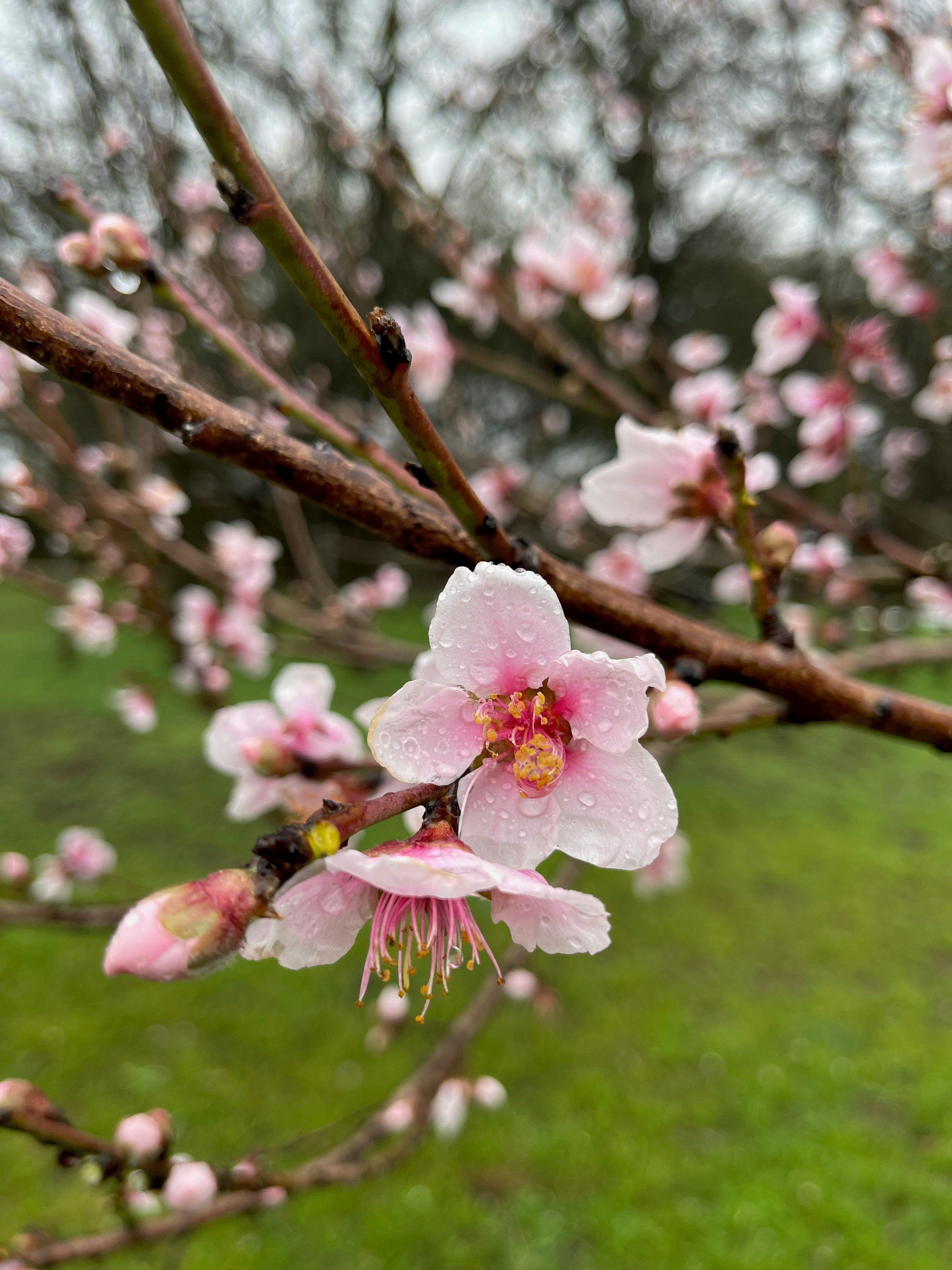 Pink blossom in focus on a blurred spring orchard