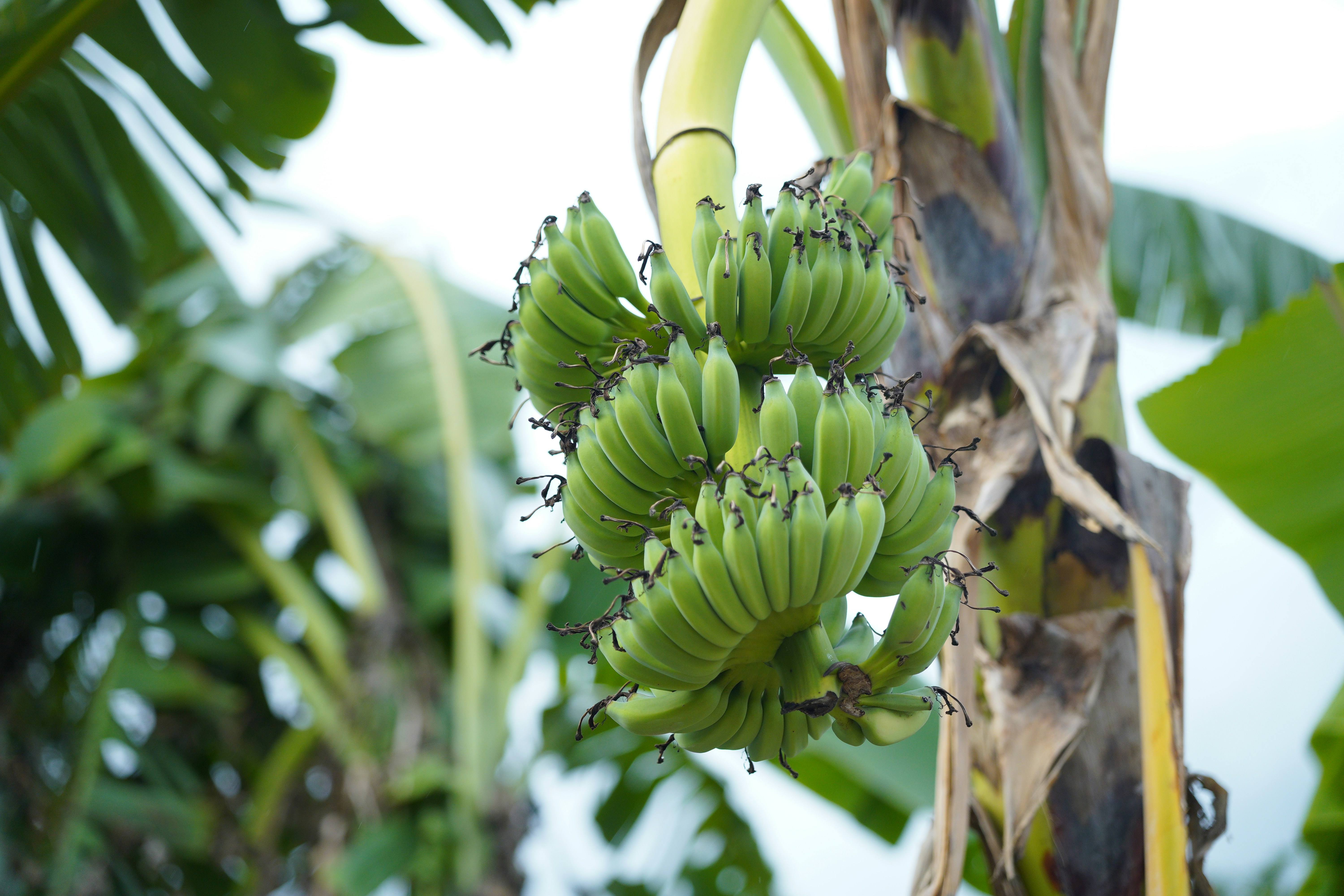 Banana Bloom in a Lush Tropical Setting