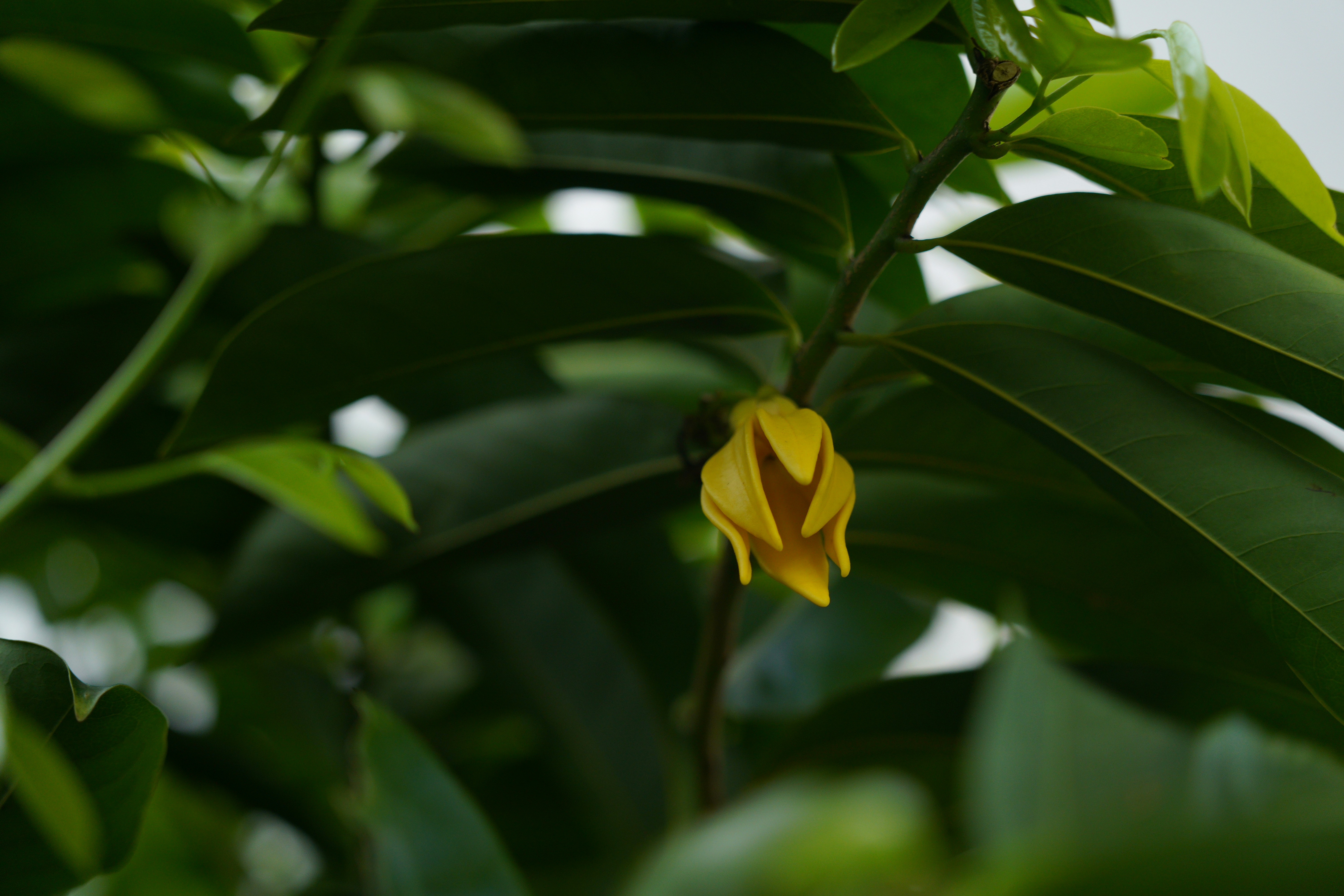 Verdant canopy with a solitary yellow bloom edging the frame
