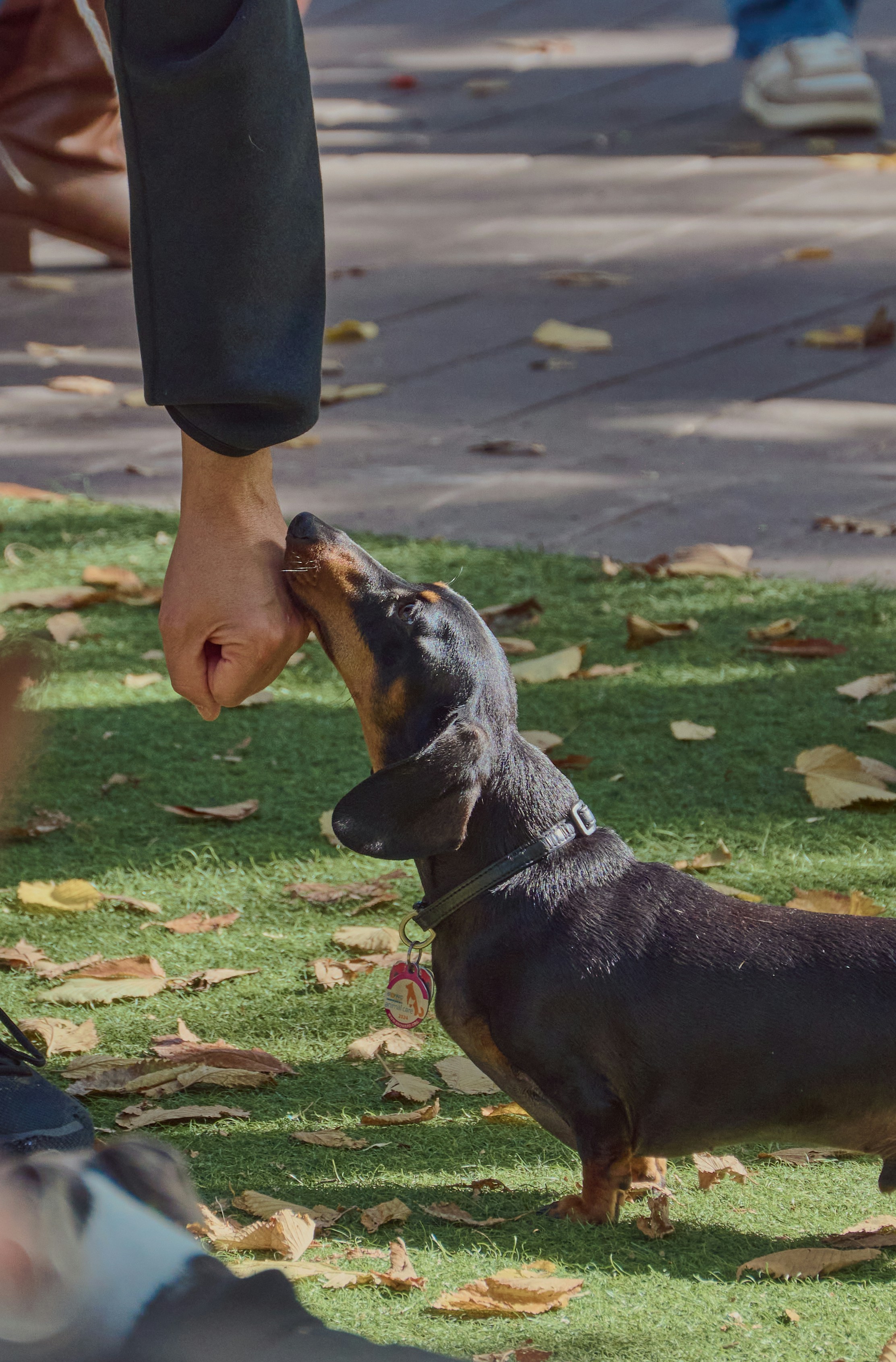 Tiny Champion: A Hand-feeding Moment Between a Human and a Dachschlitz Dachshund