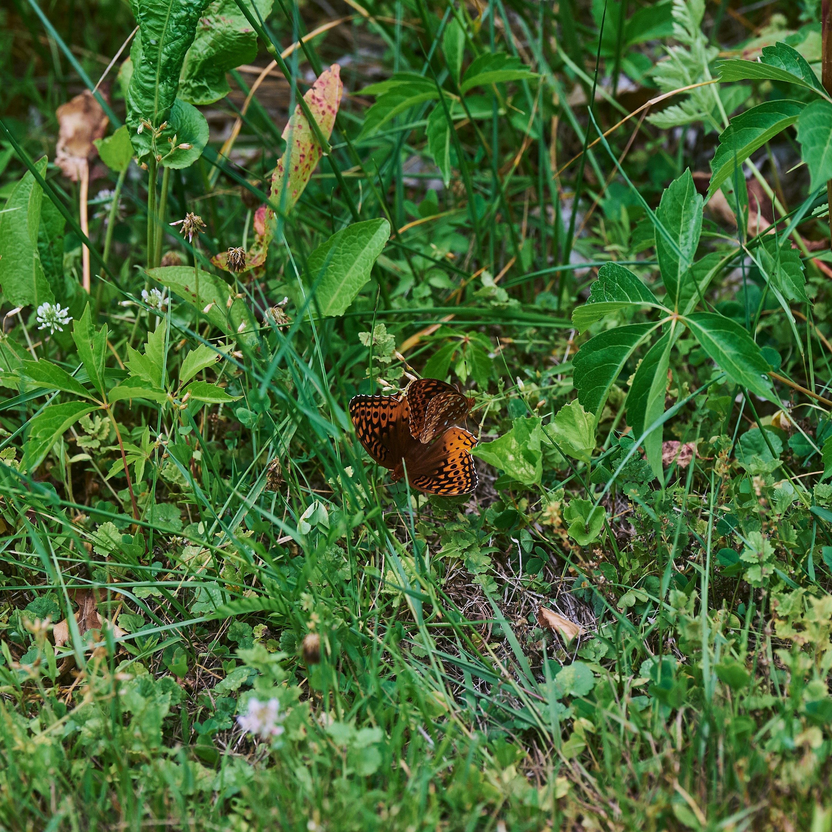 Vivid butterfly perched among green foliage and small flowers in a sunlit meadow.