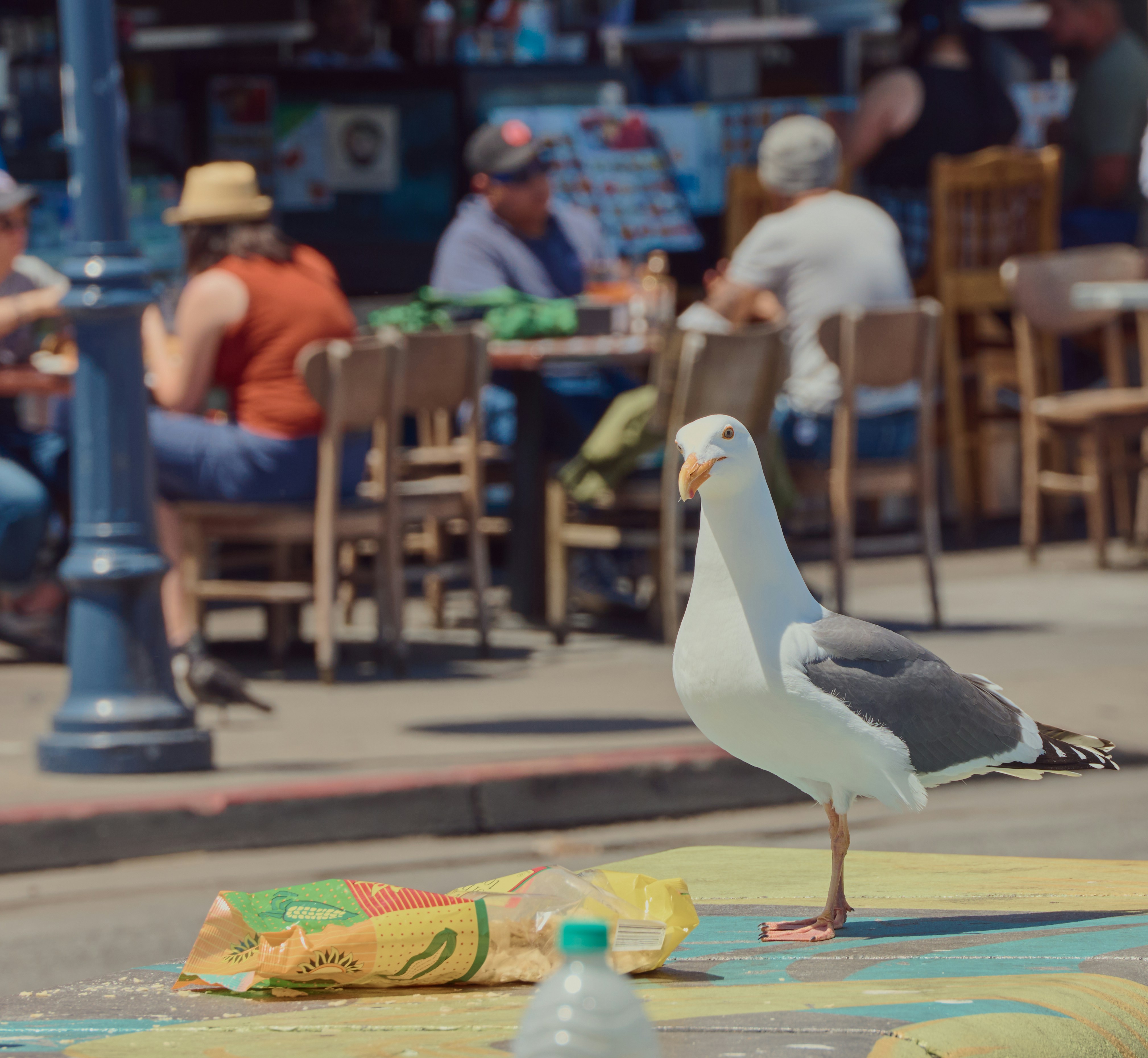 Street Seagull Standstill: A Gulls-eye Moment at the Café Row