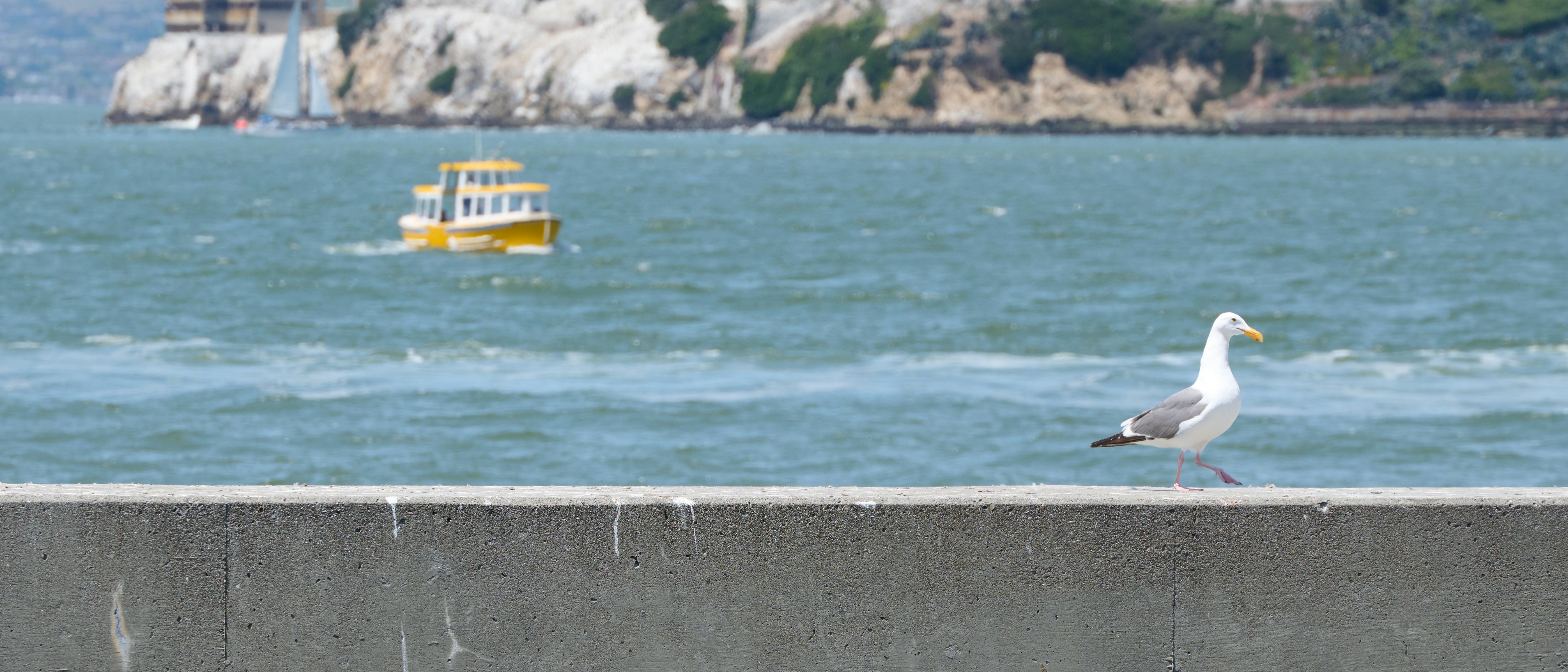Seagull on the Seawall with a Distant Vessel