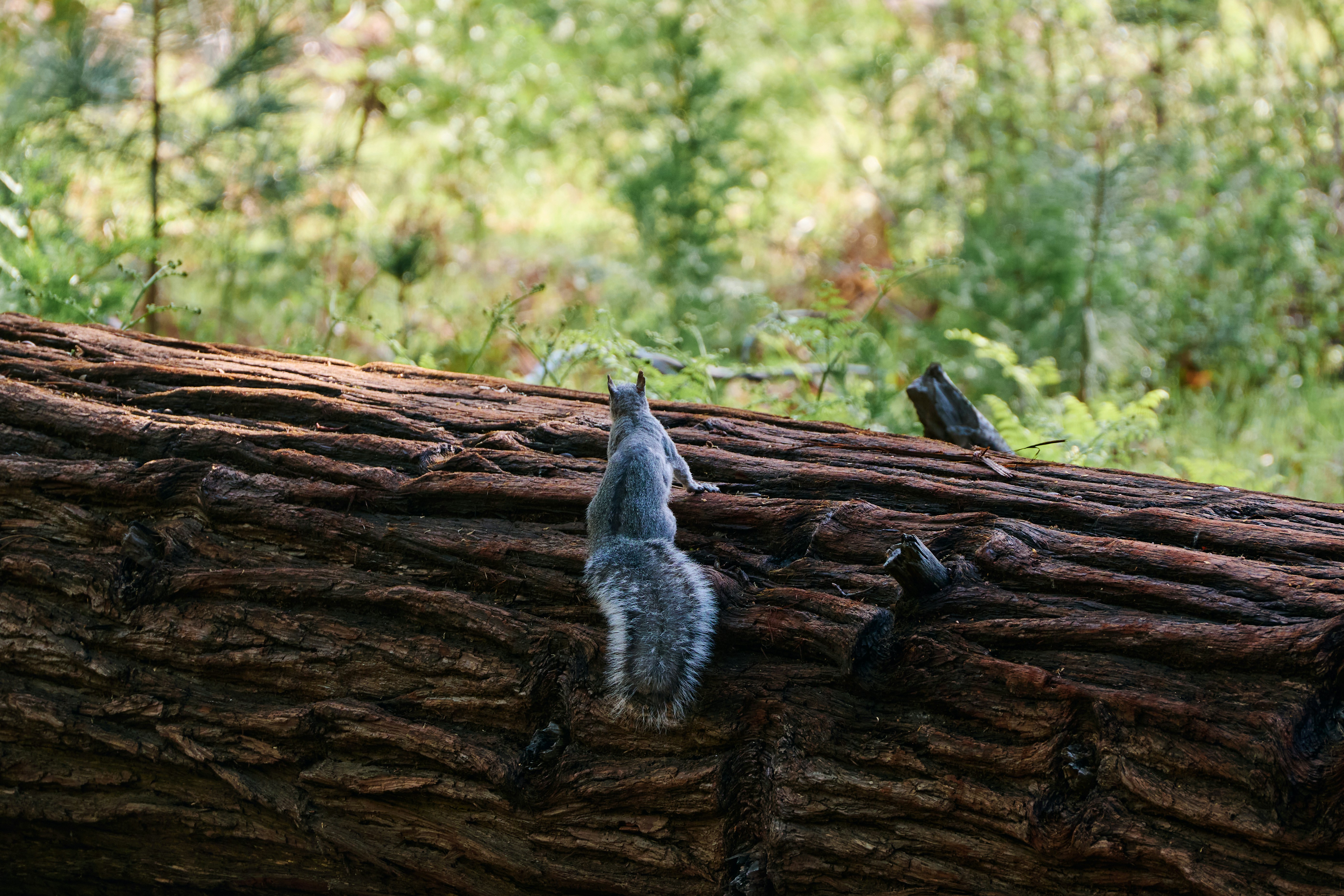 A grey squirrel on a large log.
