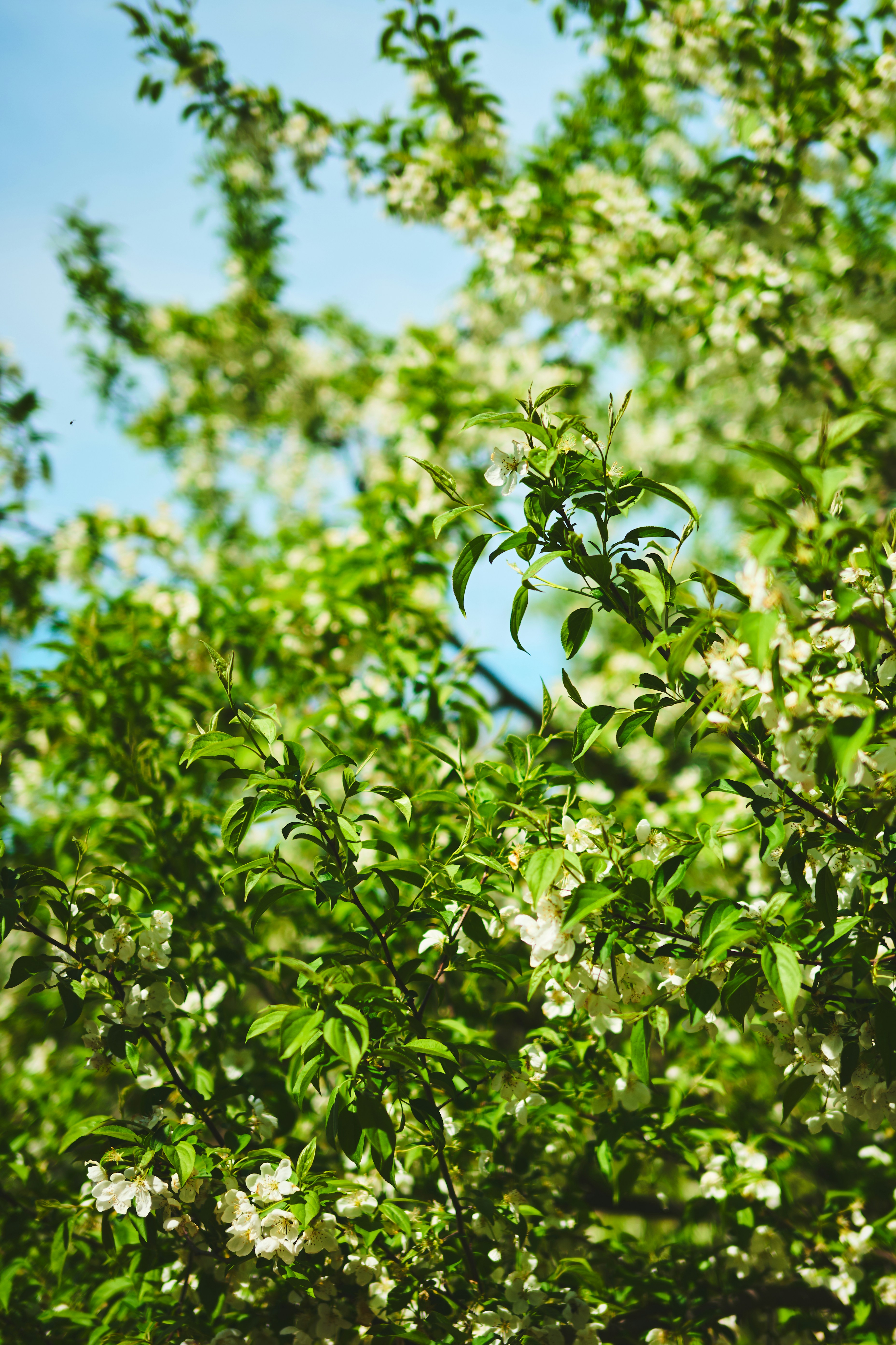 Blooming Green Canopy Under a Clear Spring Sky