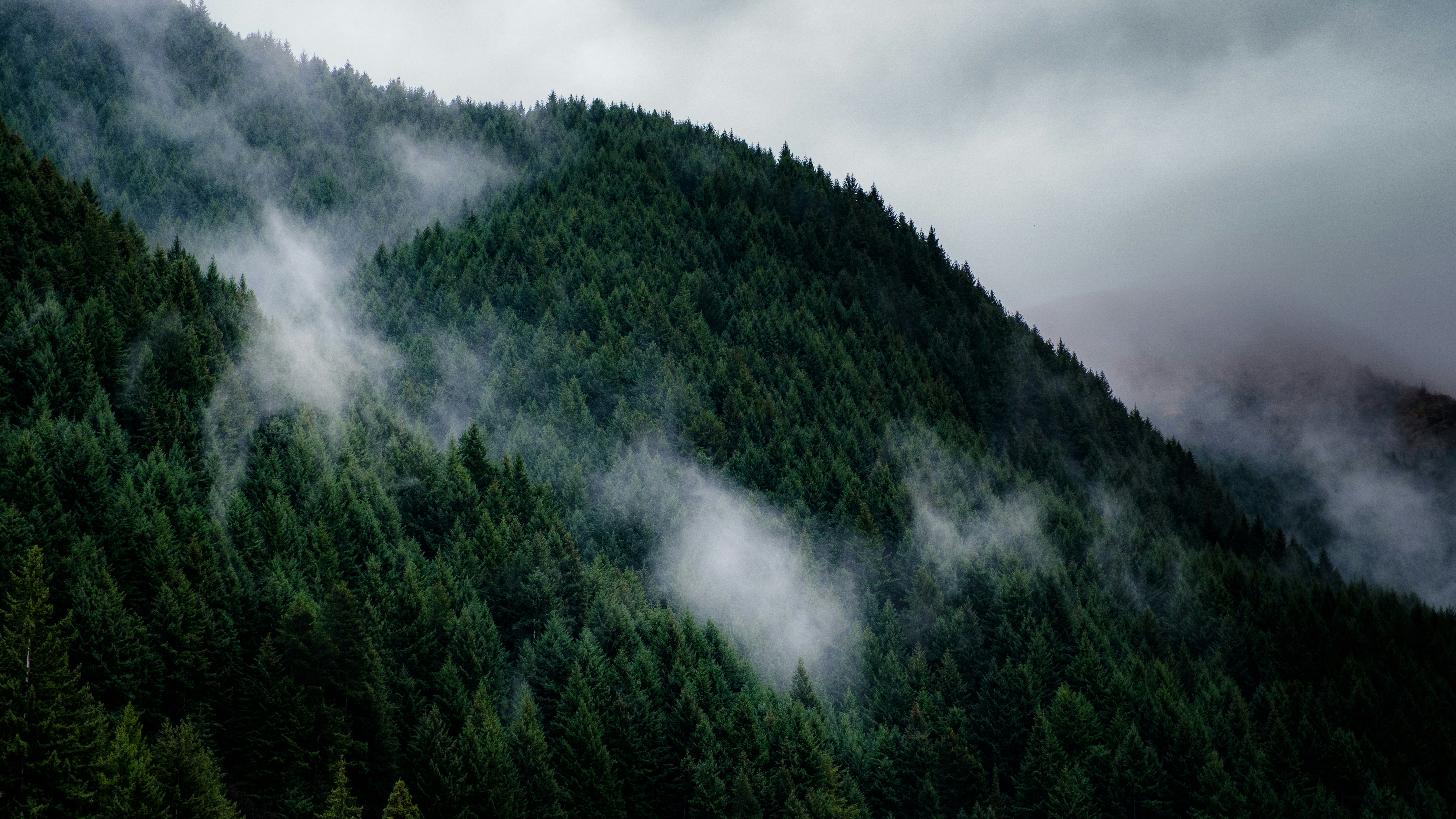Mist Lingers Over Conifer Summits