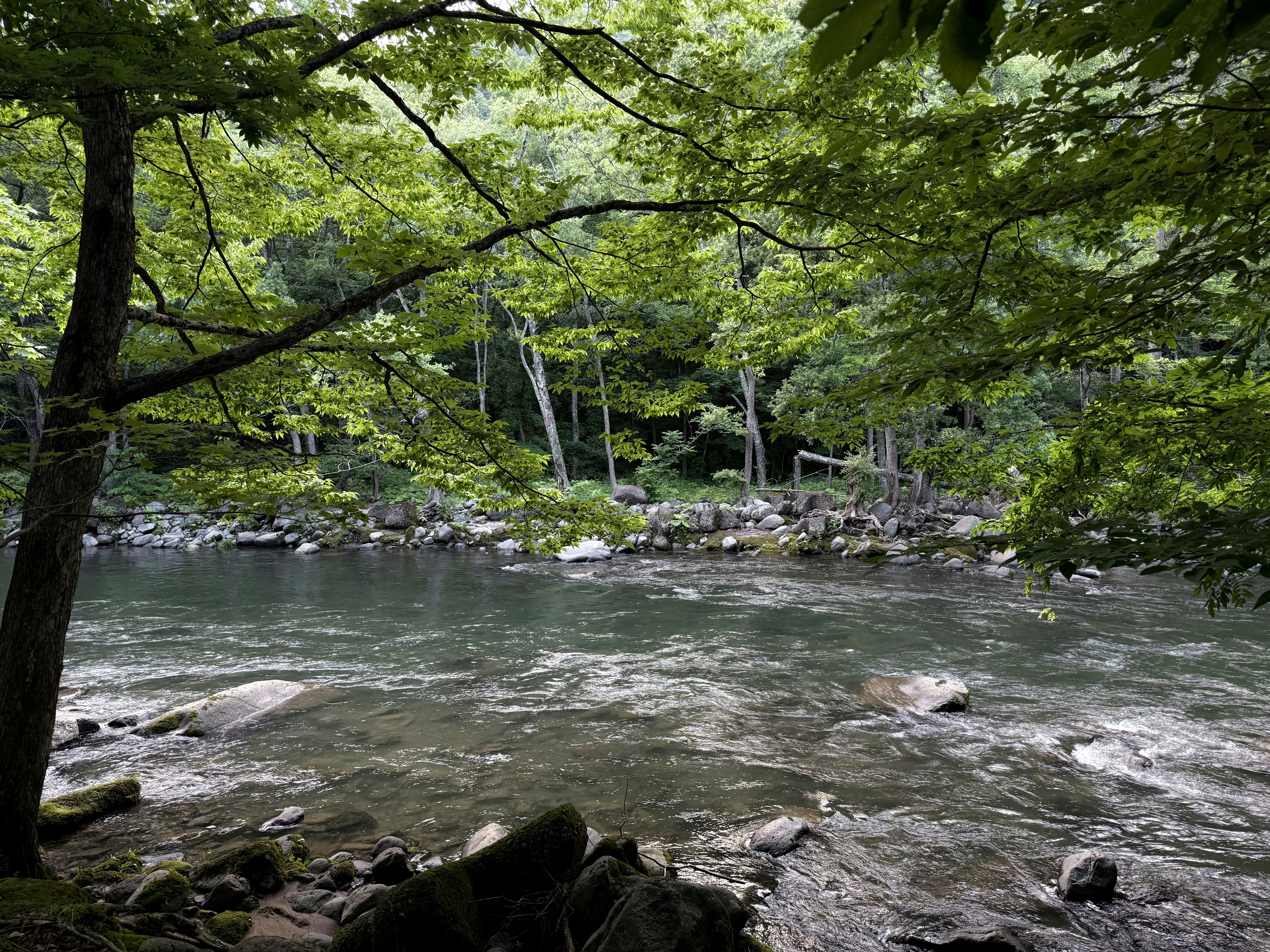 Riverbank Symphony: Sunlit Green Canopy Over Calm Waters