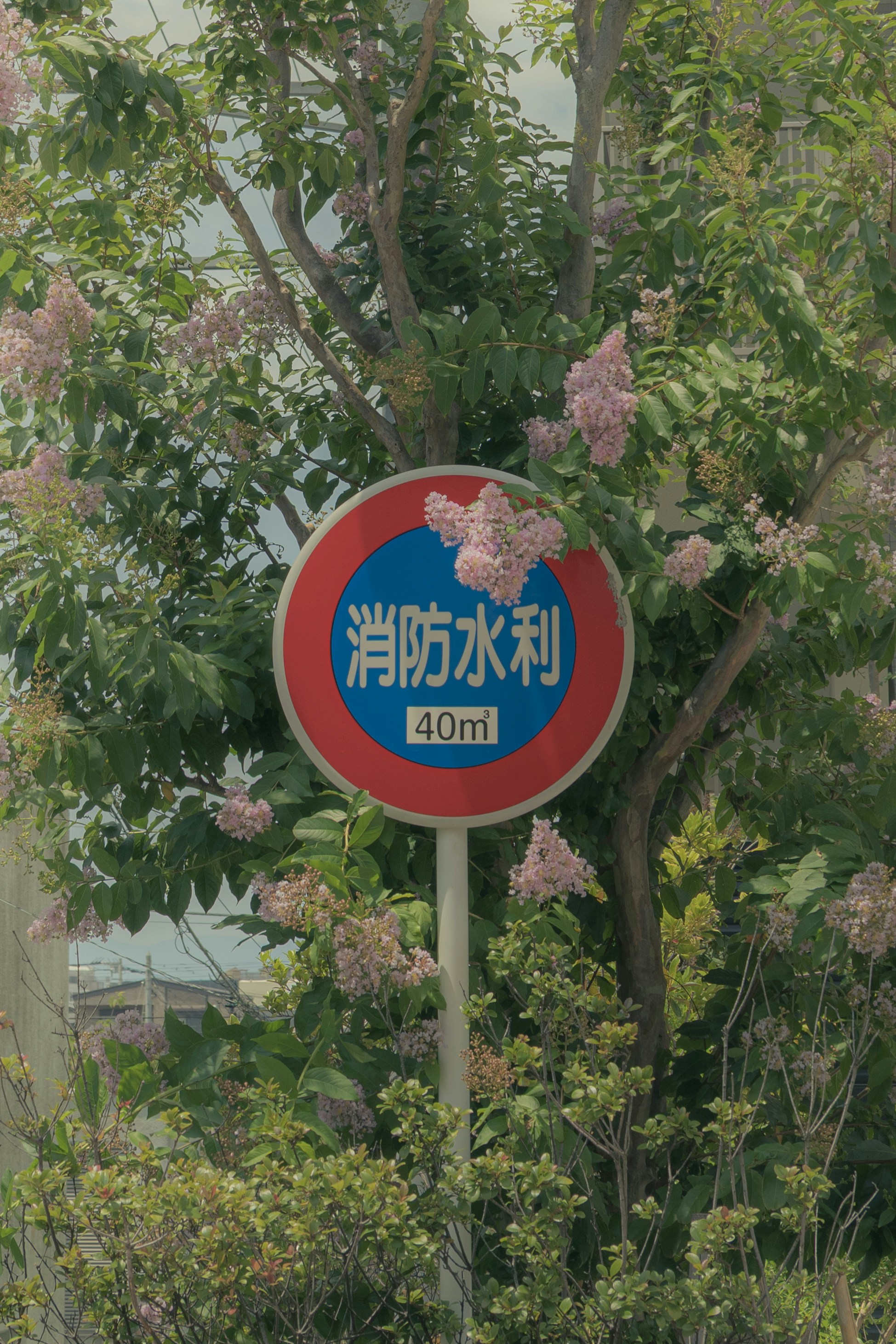 Red-Circled Sign Emerges Through Blooming Shrubs