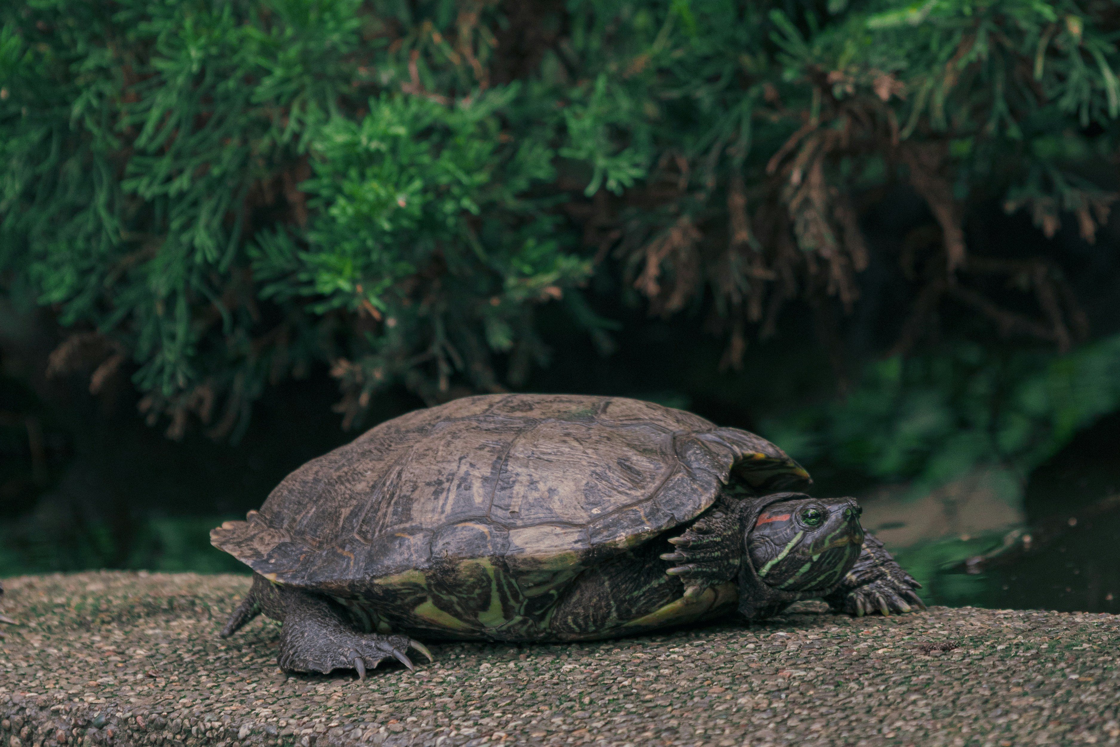 Low-profile Turtle in Ridge of Pebbles