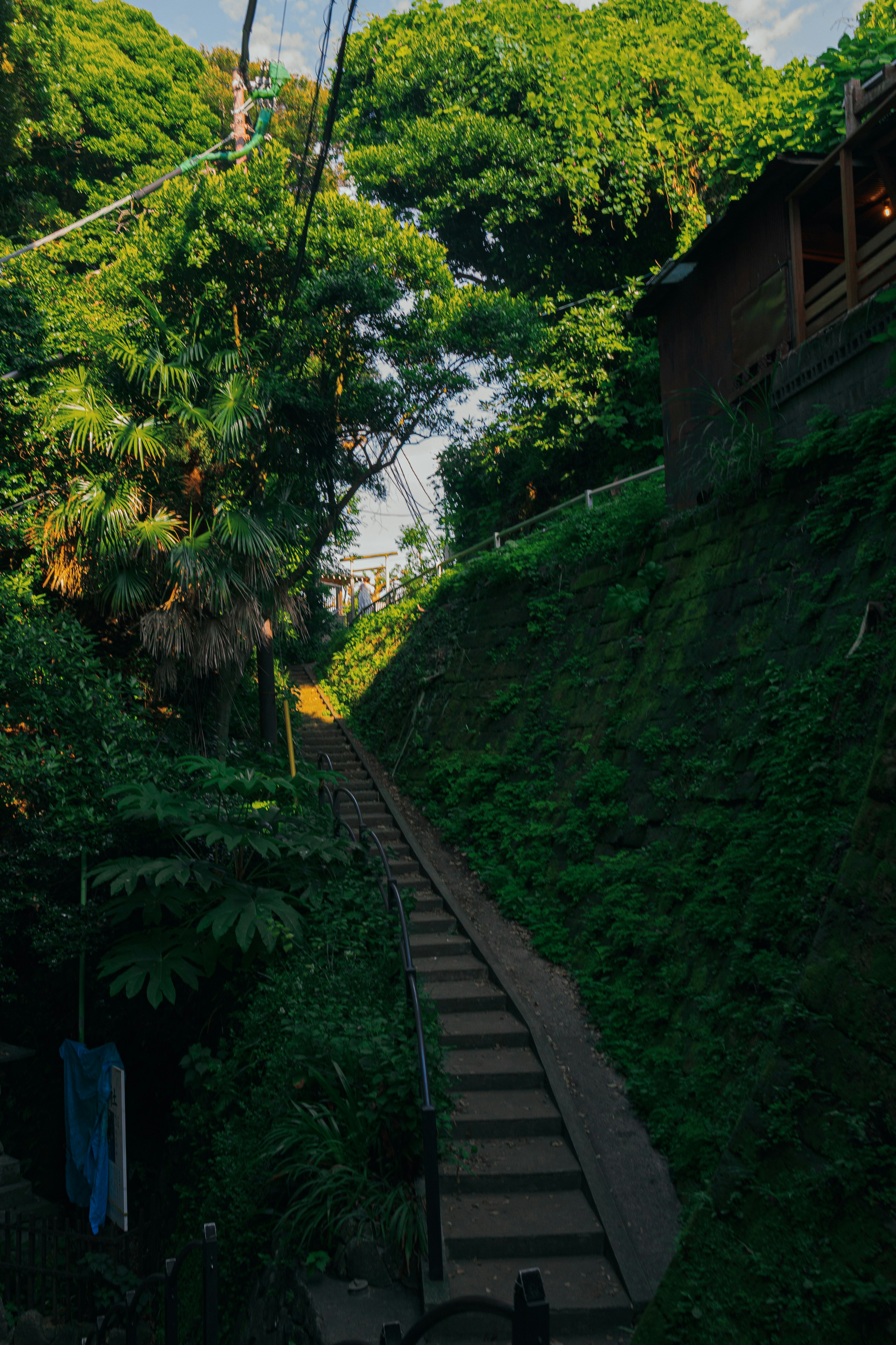Overgrown Staircase to a Hidden Terrace