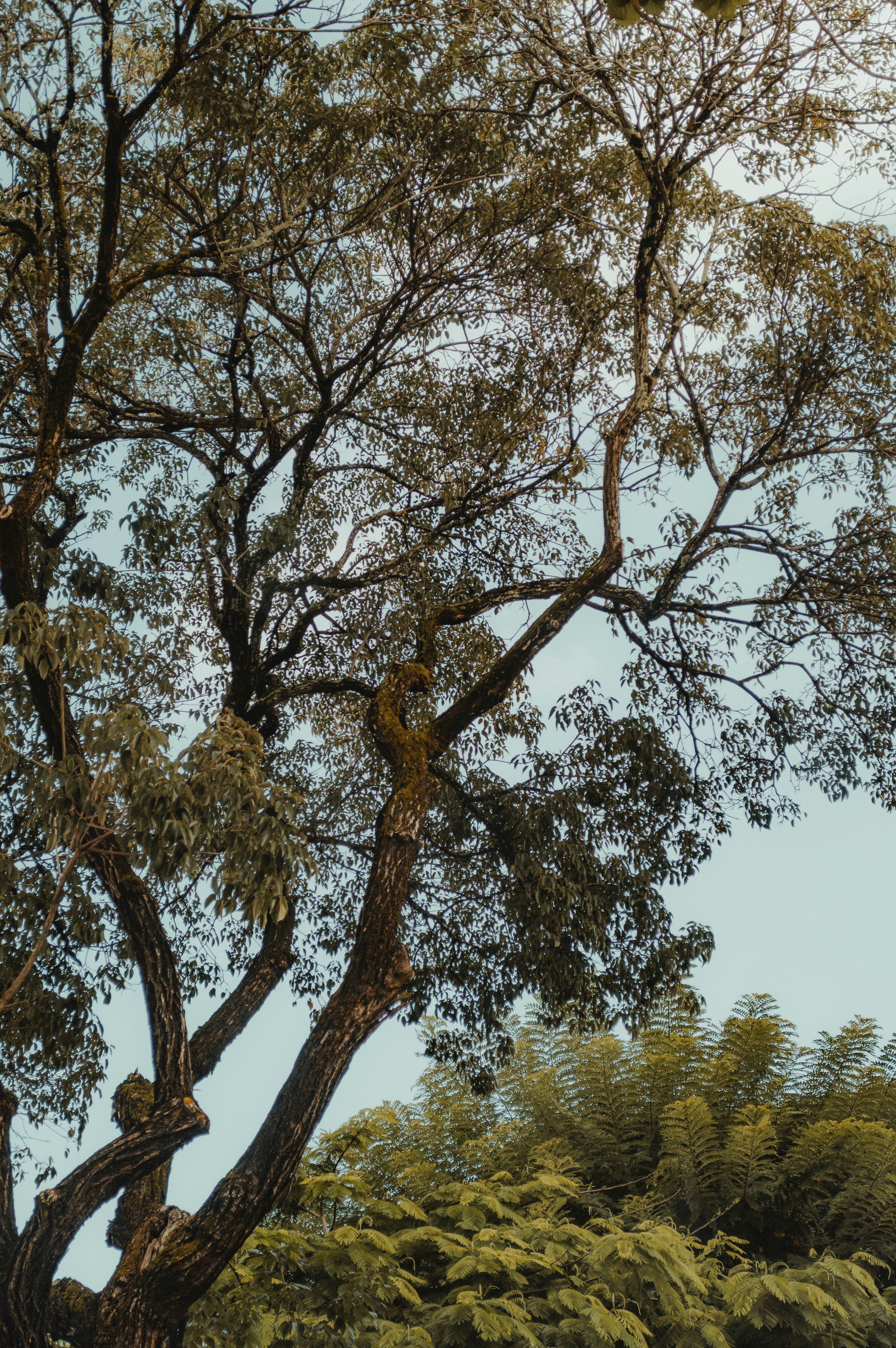 Branching Skyline: Tree Canopy Against Clear Sky