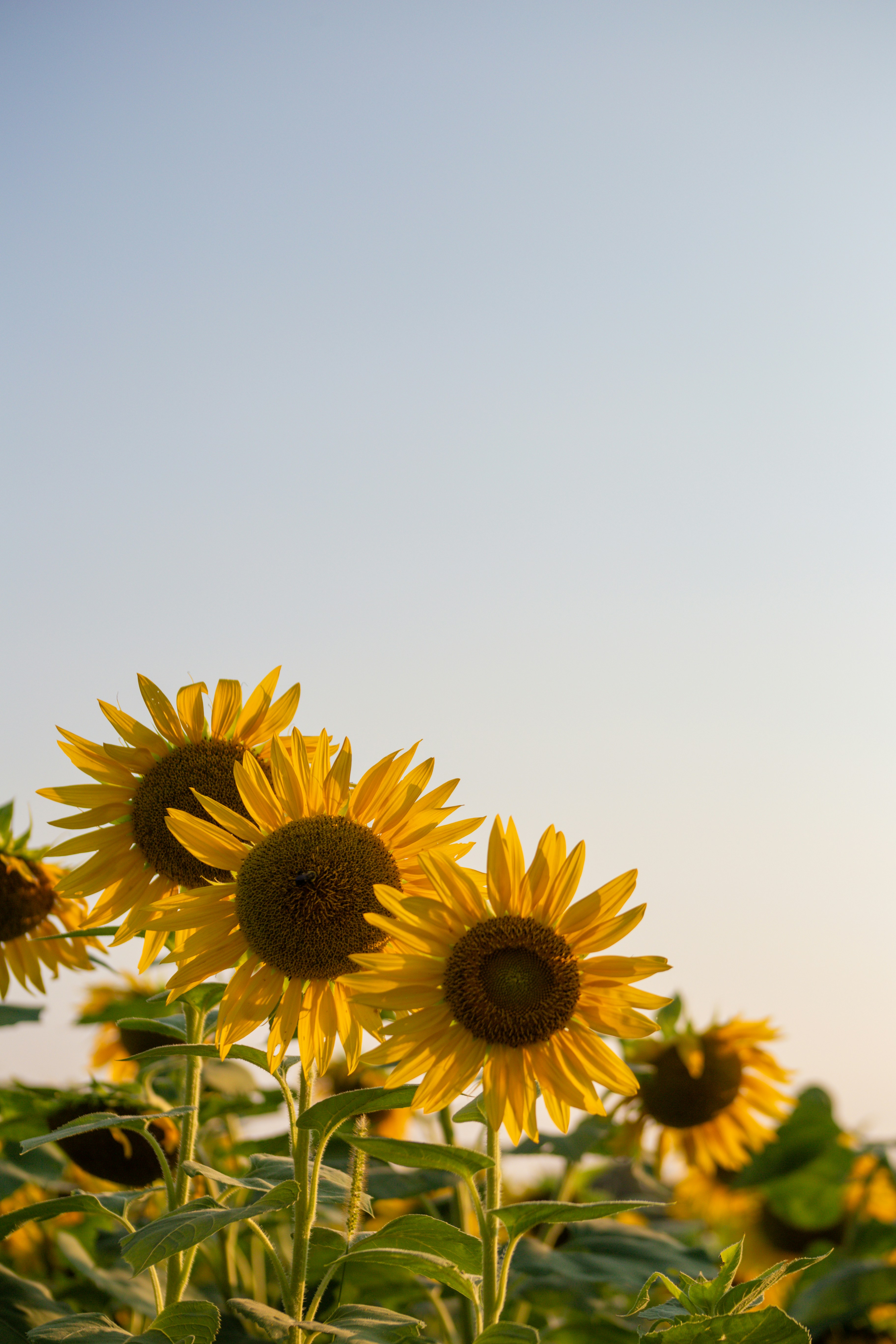 Sunlit Heads: A Field of Golden Discs
