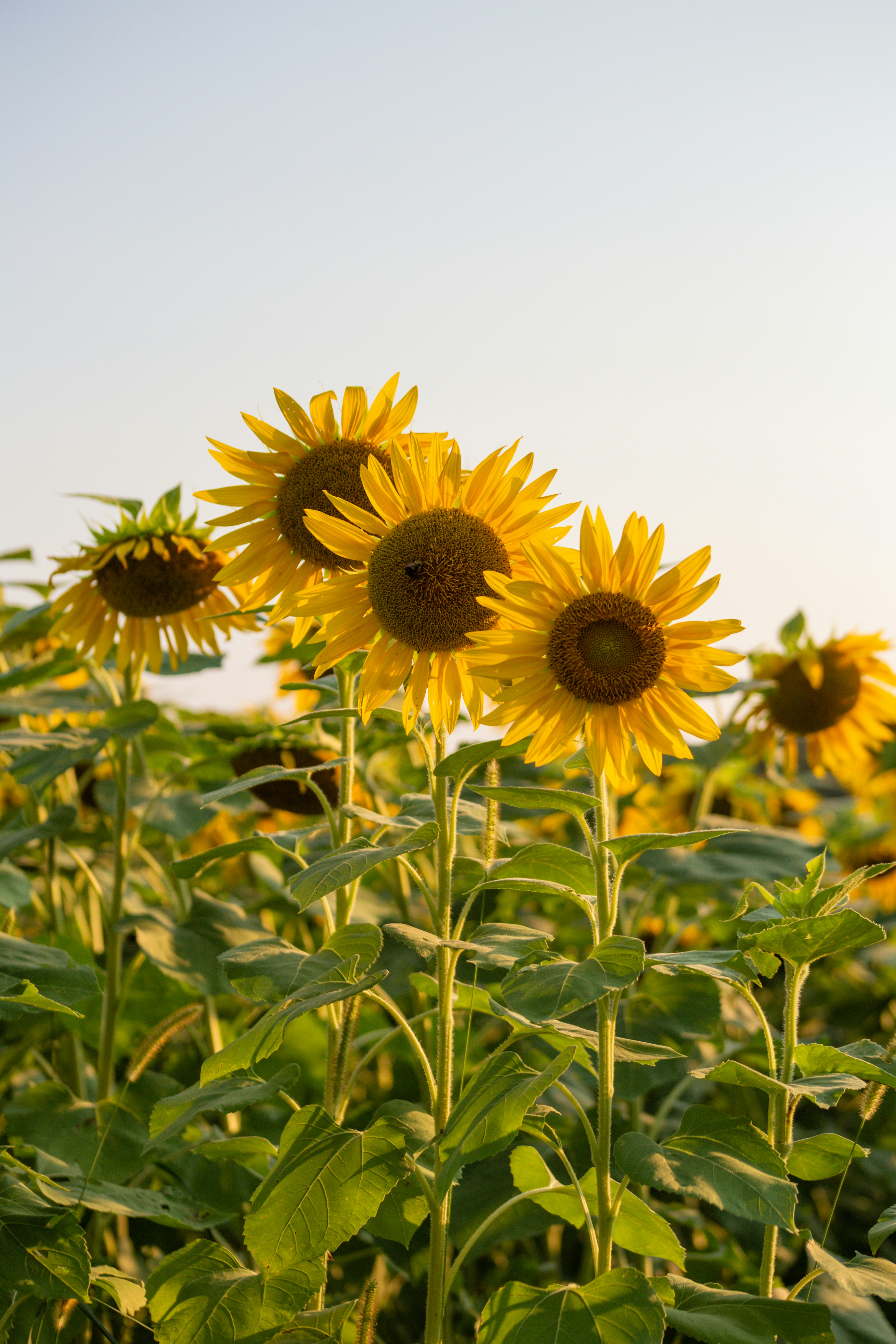 Sunlit Heads: A Field of Golden Discs