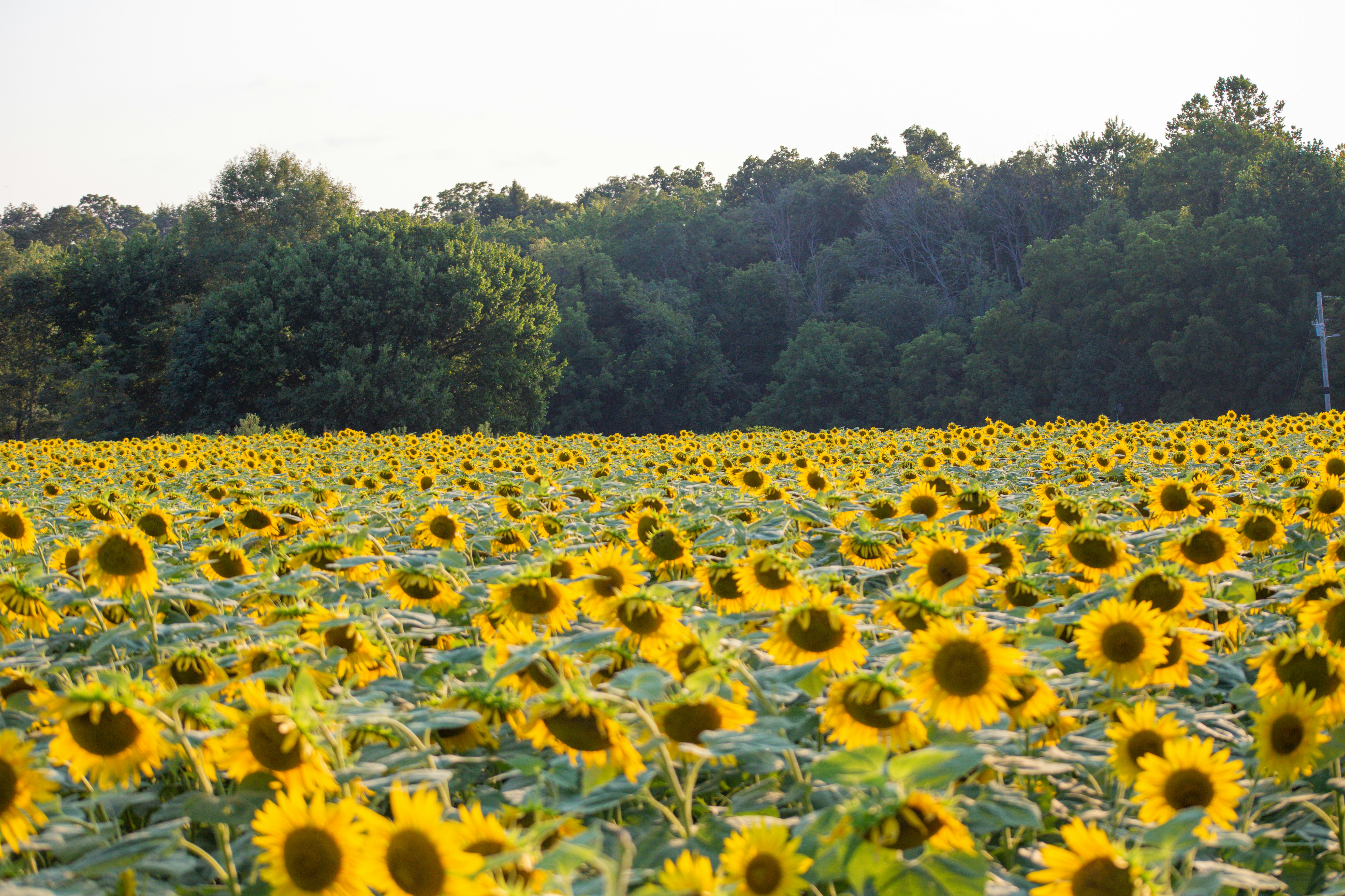 Sunflower field in Southern Illinois.