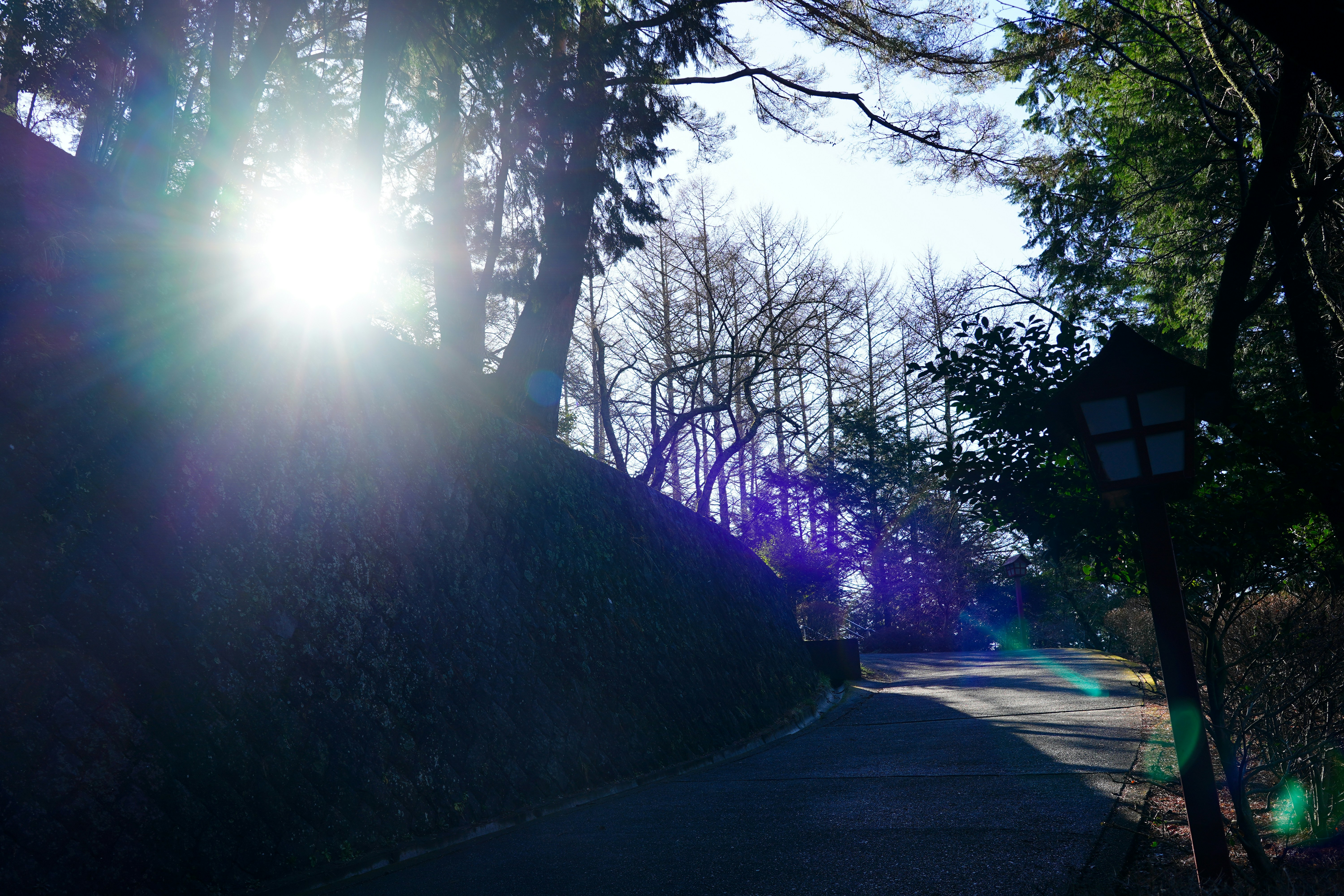 Sunlit Path Through a Quiet Park