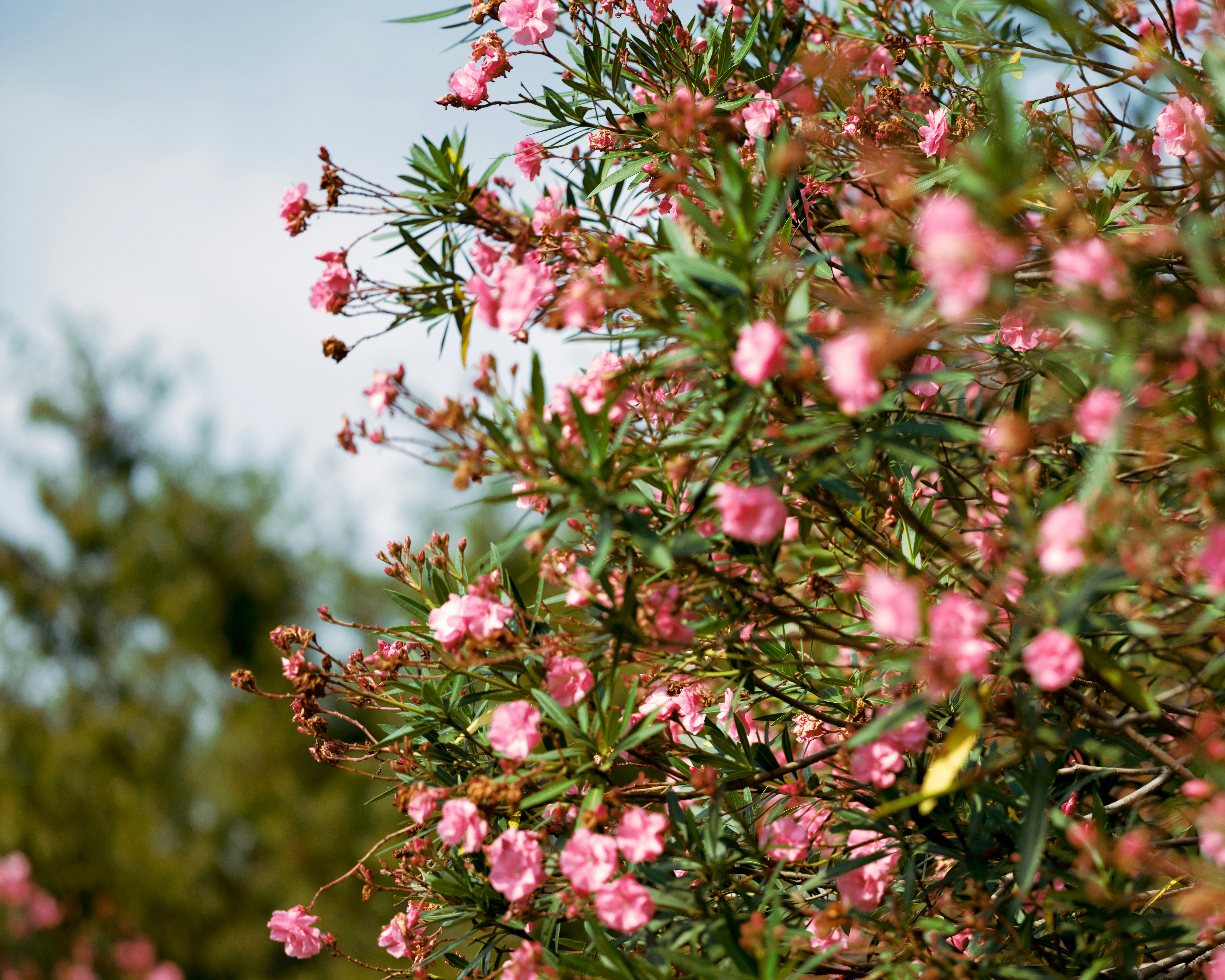 Blossoms in Soft Focus: A Sunlit Pink cluster Wake