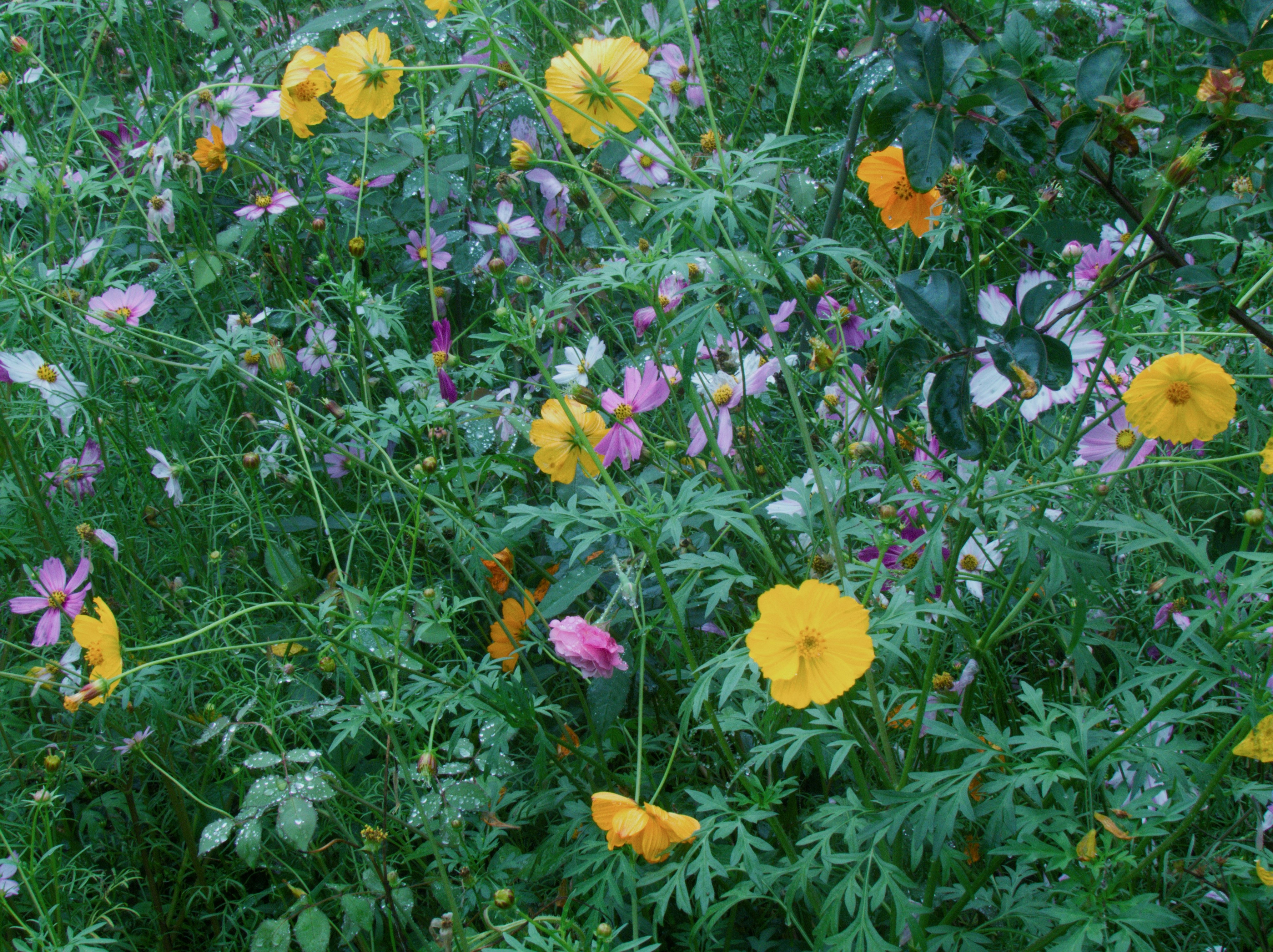 Field of Sunlit Orange and Pink Blooms in Dense Greenery