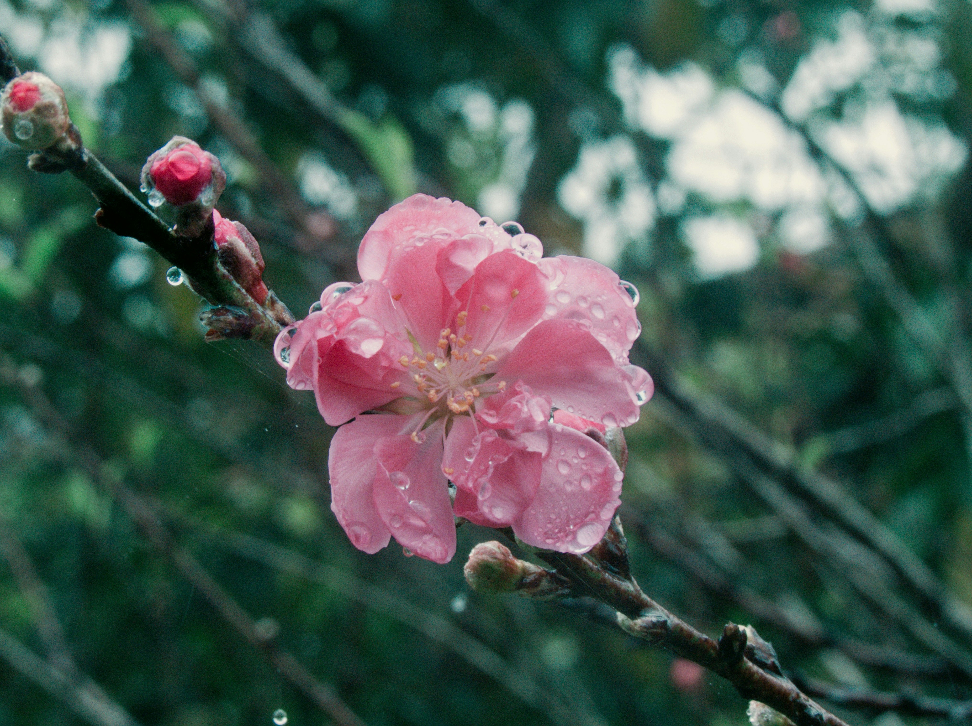 Pink Blossom in Rain: a close-up on a dew-kissed flower on a misty branch