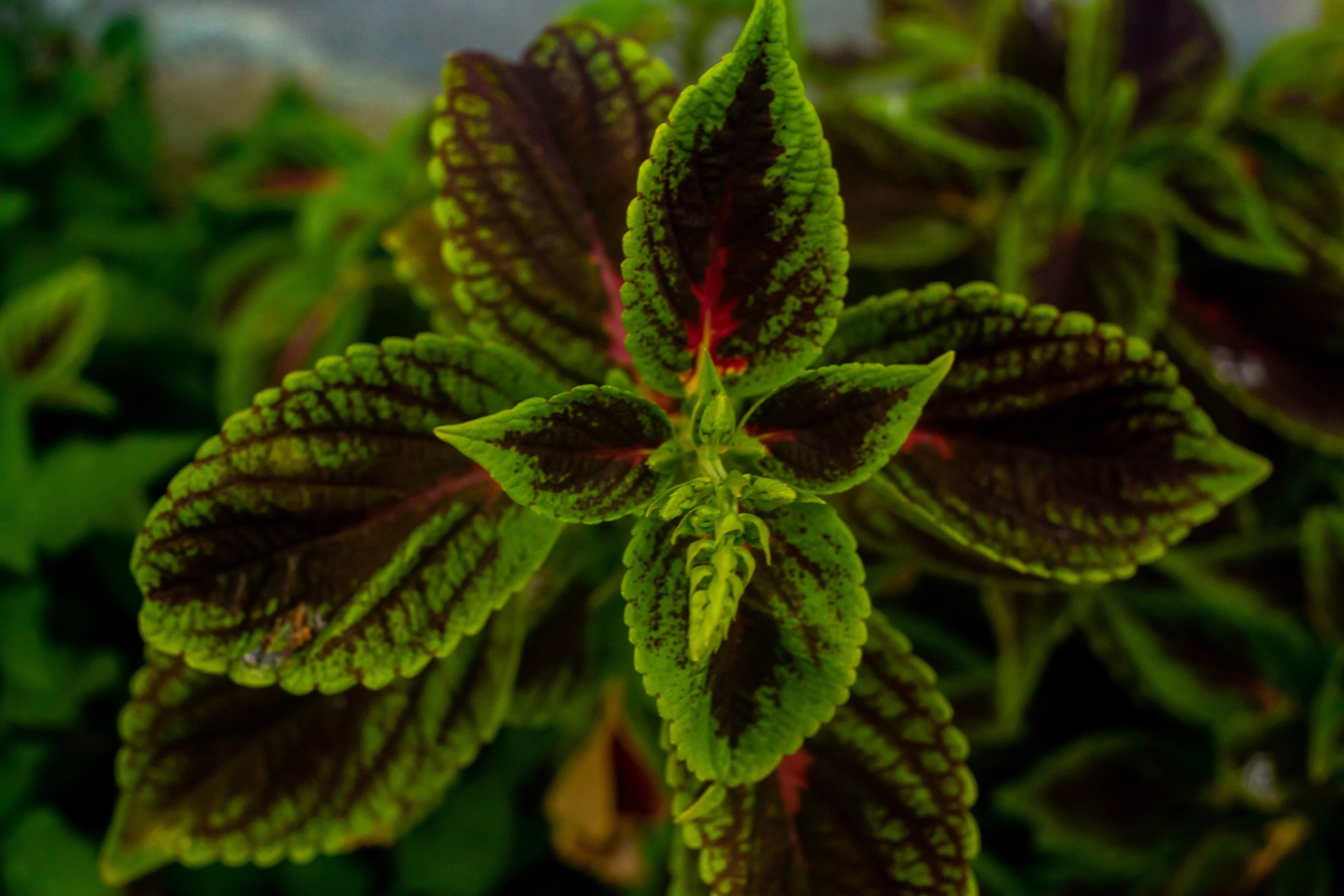 Emerald and Crimson Veins: Center Leaf Cadence