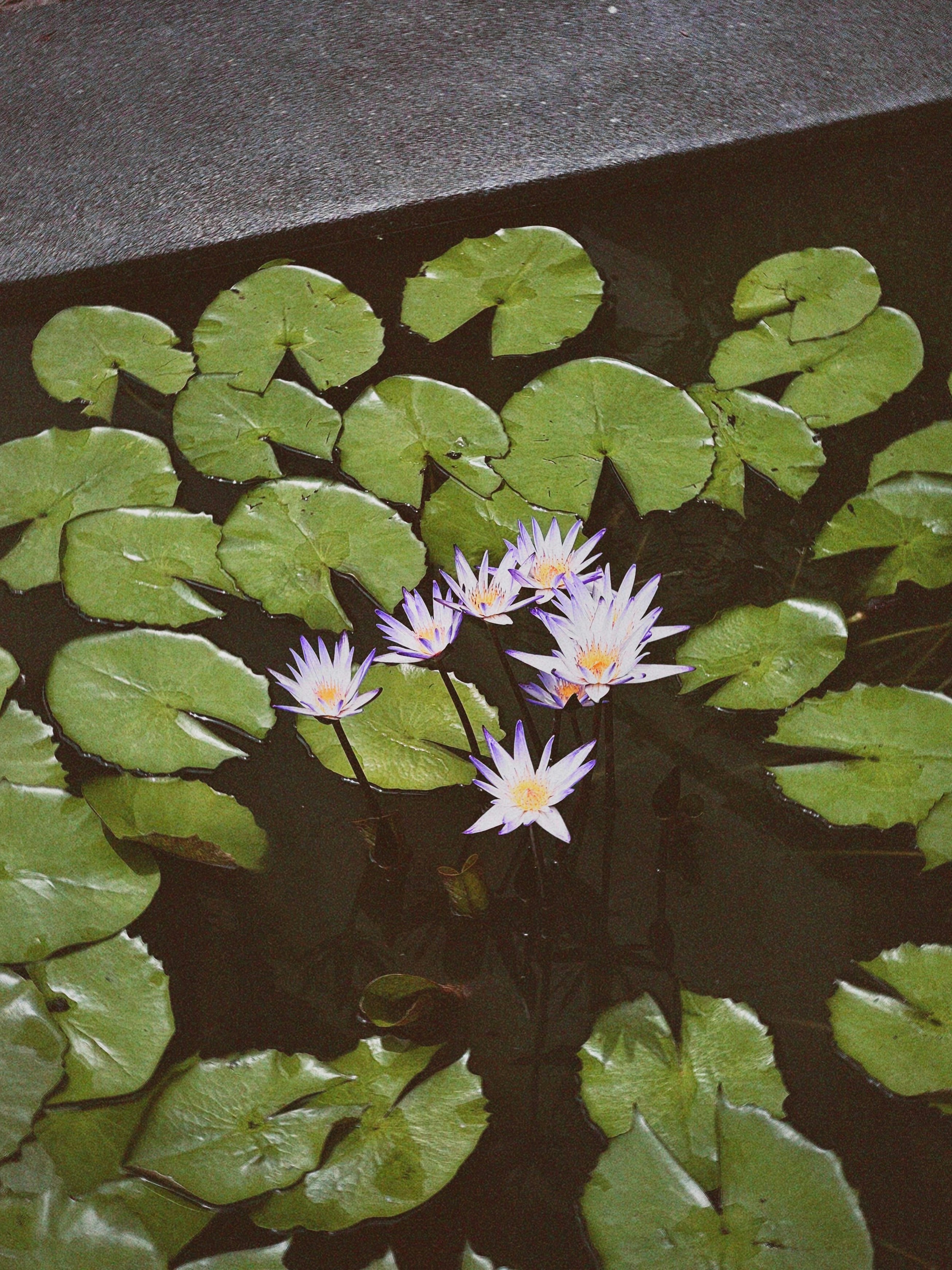 Lilies in Quiet Water: Violet Bloom Among Green Pads