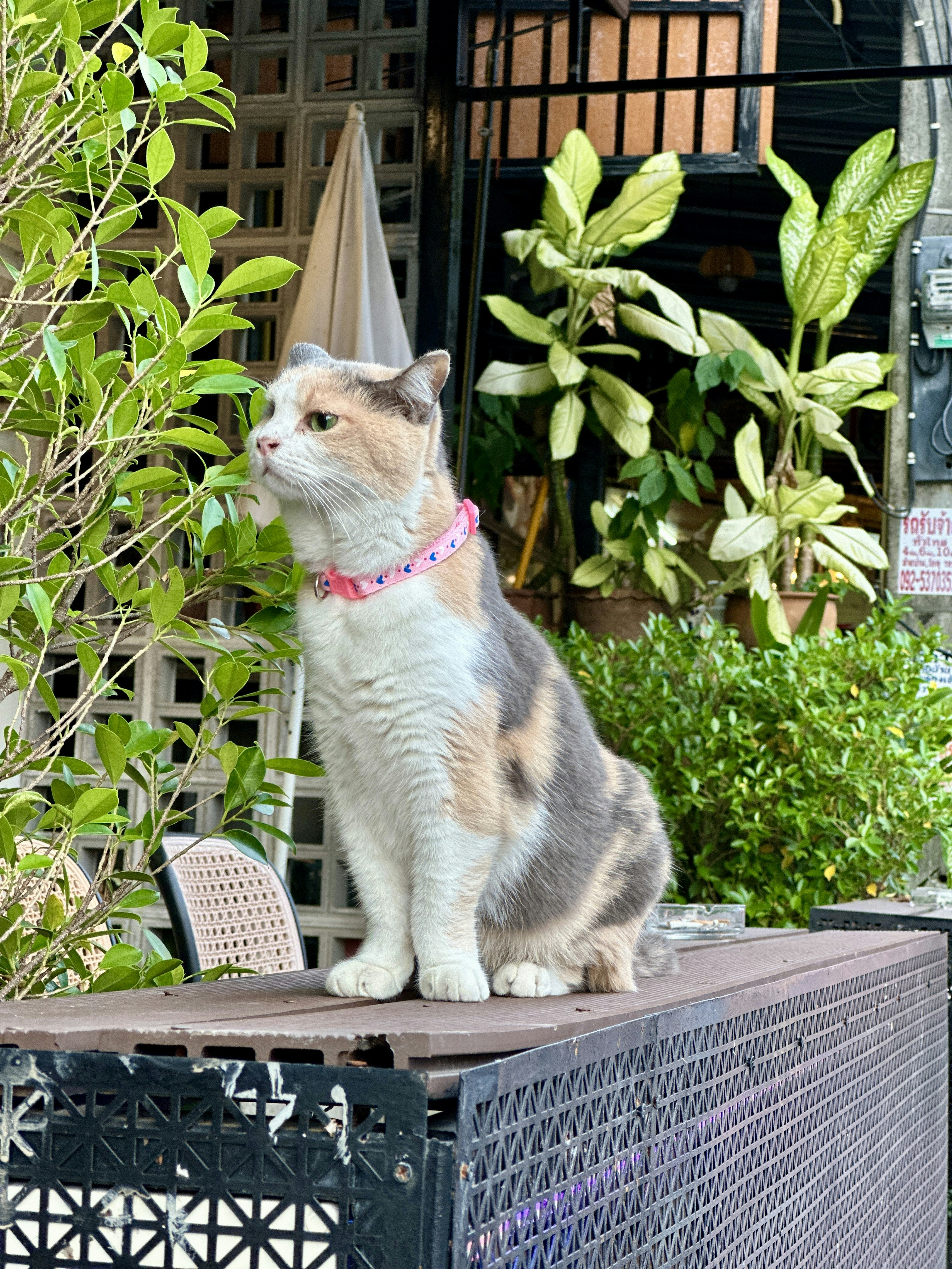 Calico Cat on a Plant-Lined Patio Just Off a Quiet Home Step