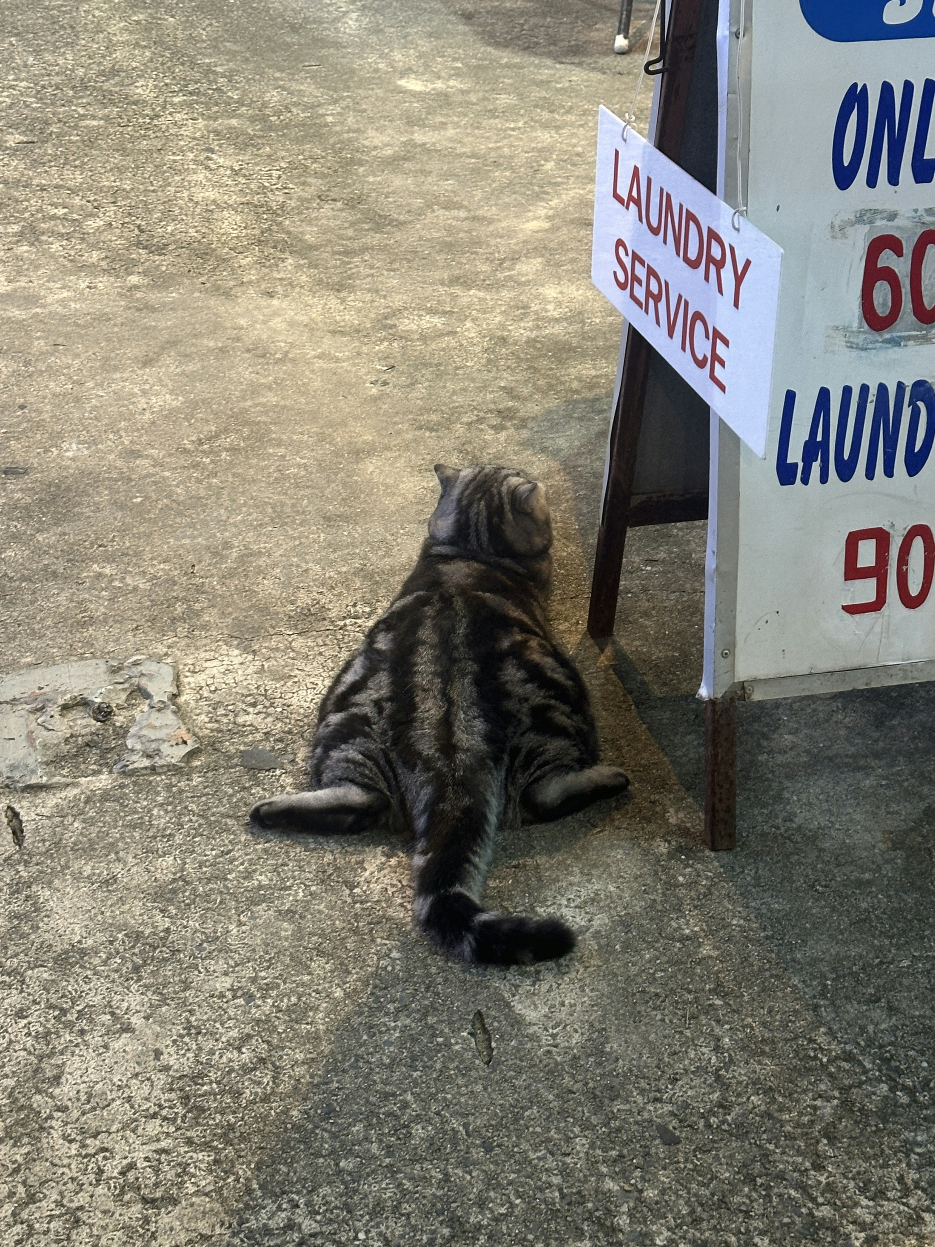Curious Cat Stares Down the Laundry Sign