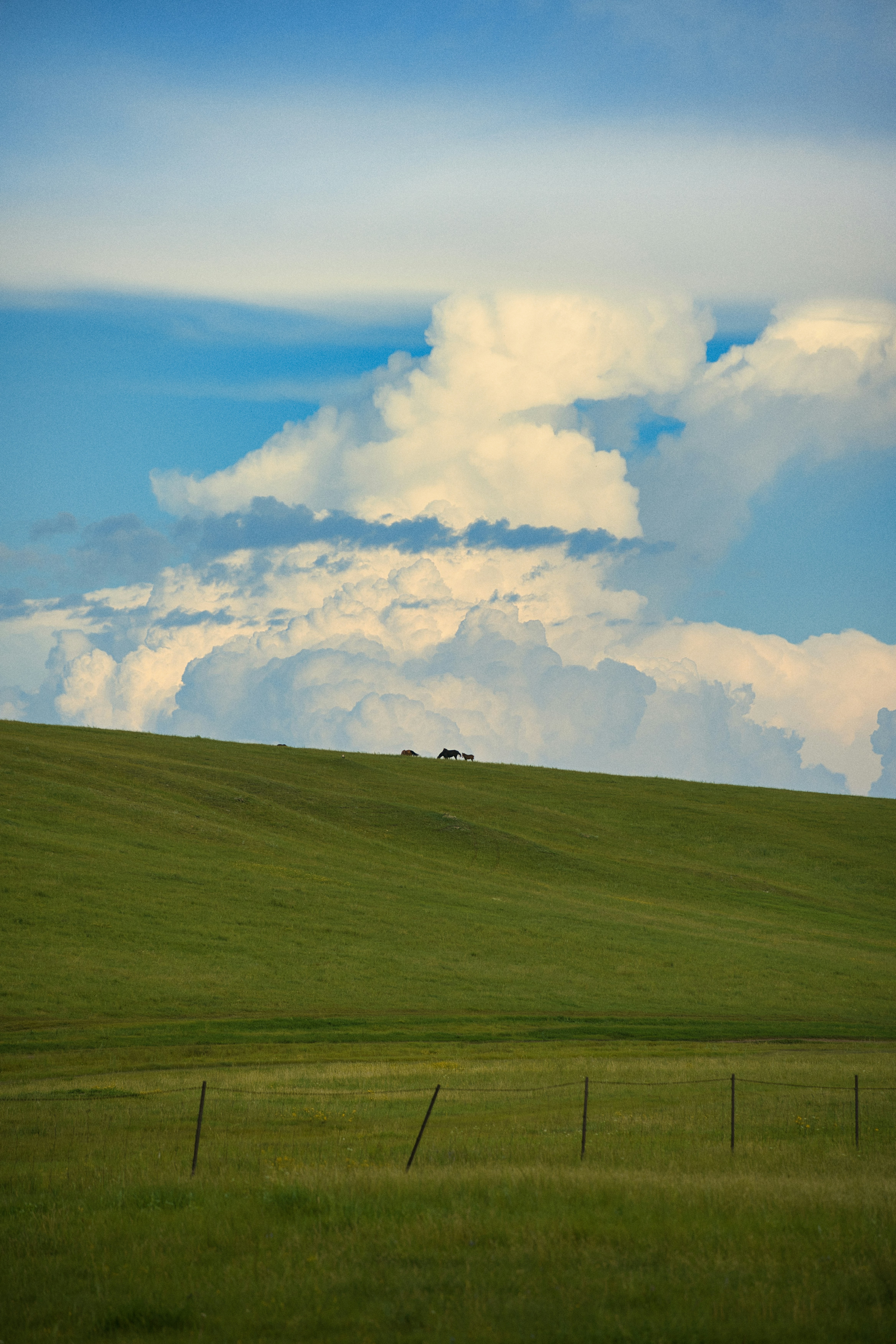 Calm Horizon: Bovine Silhouette on a Rolling Prairie
