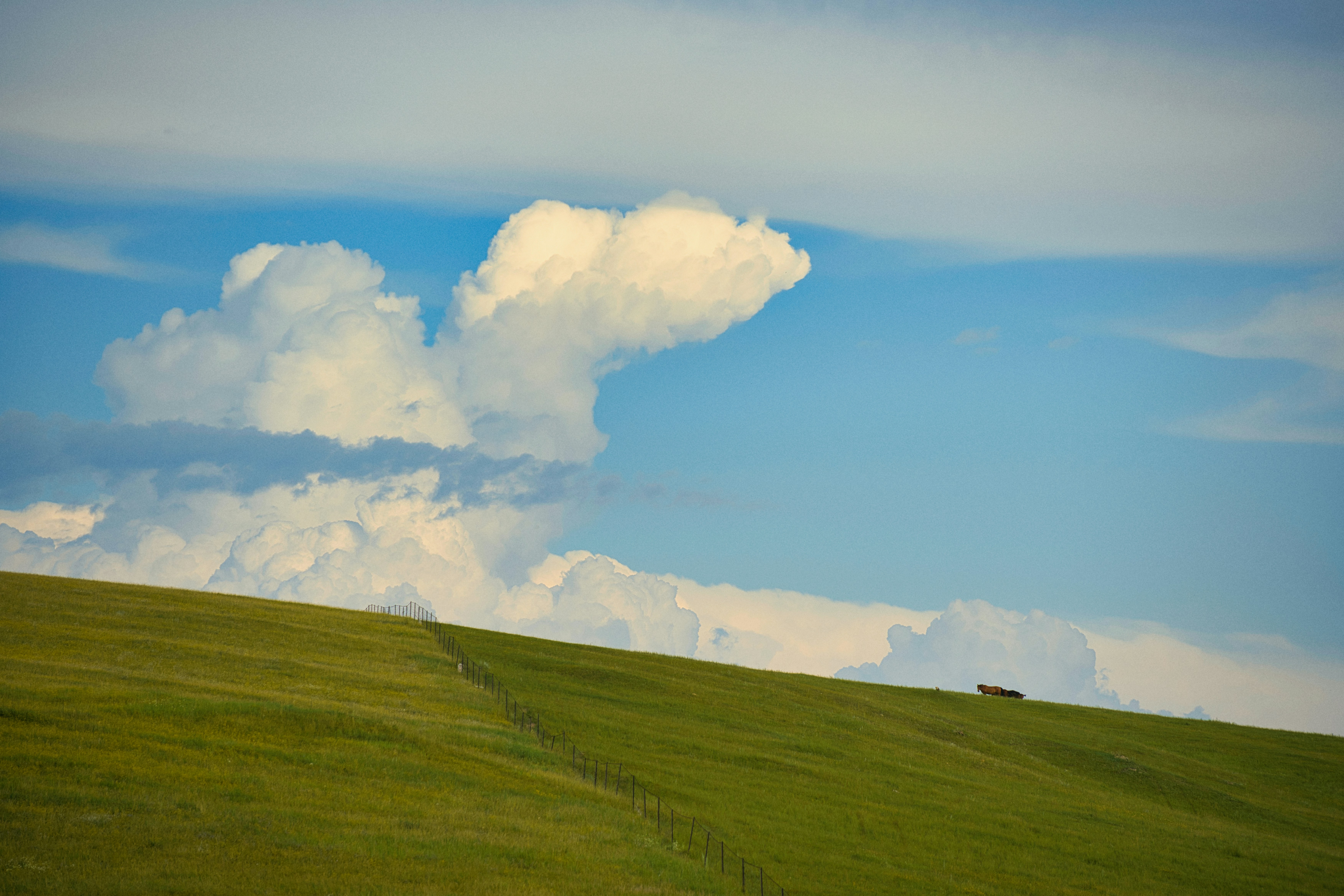 Horizon Field with a Distant Cattle Silhouette under a Sculpted Sky