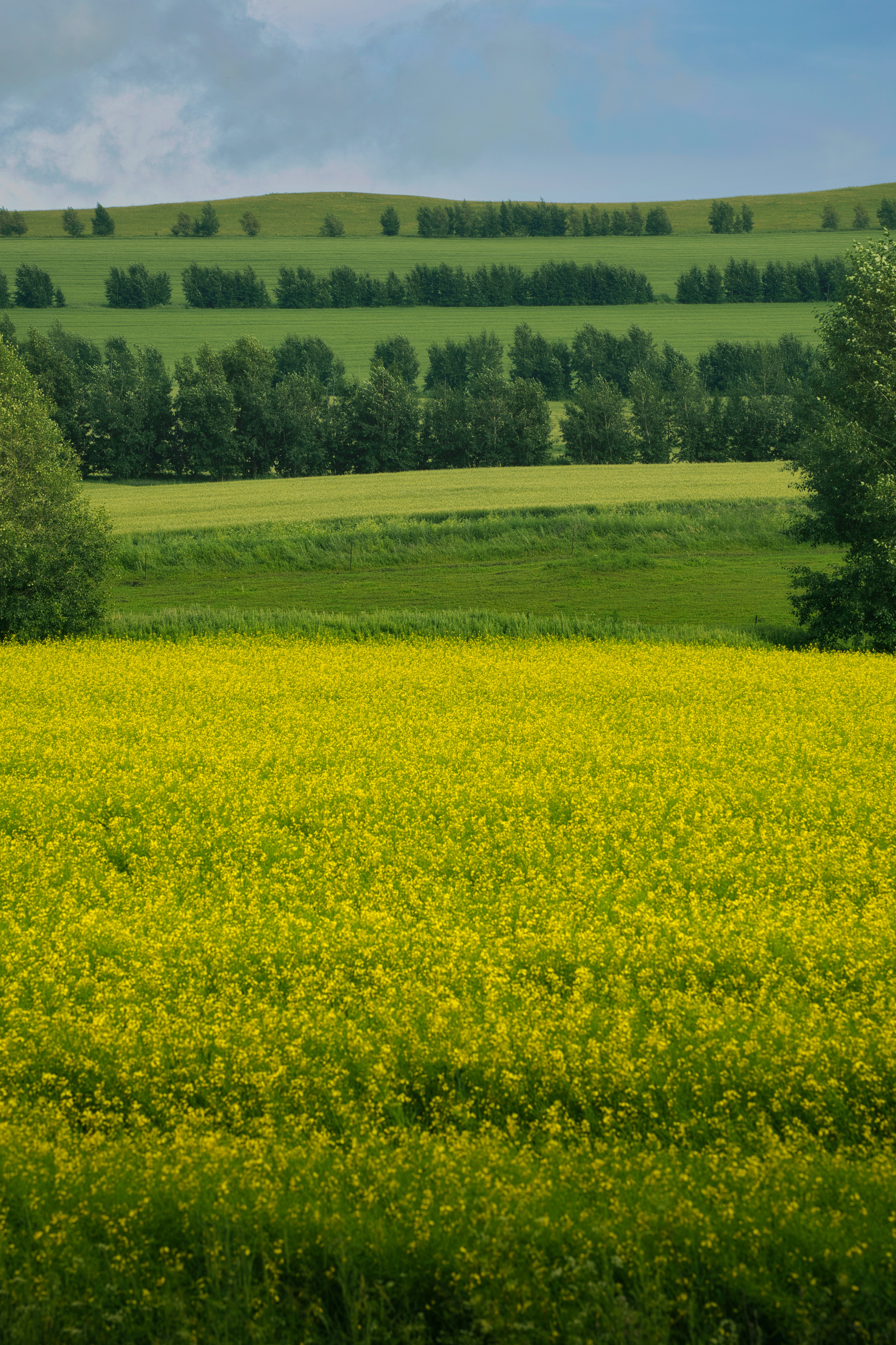Golden Canopy over Rolling Greens