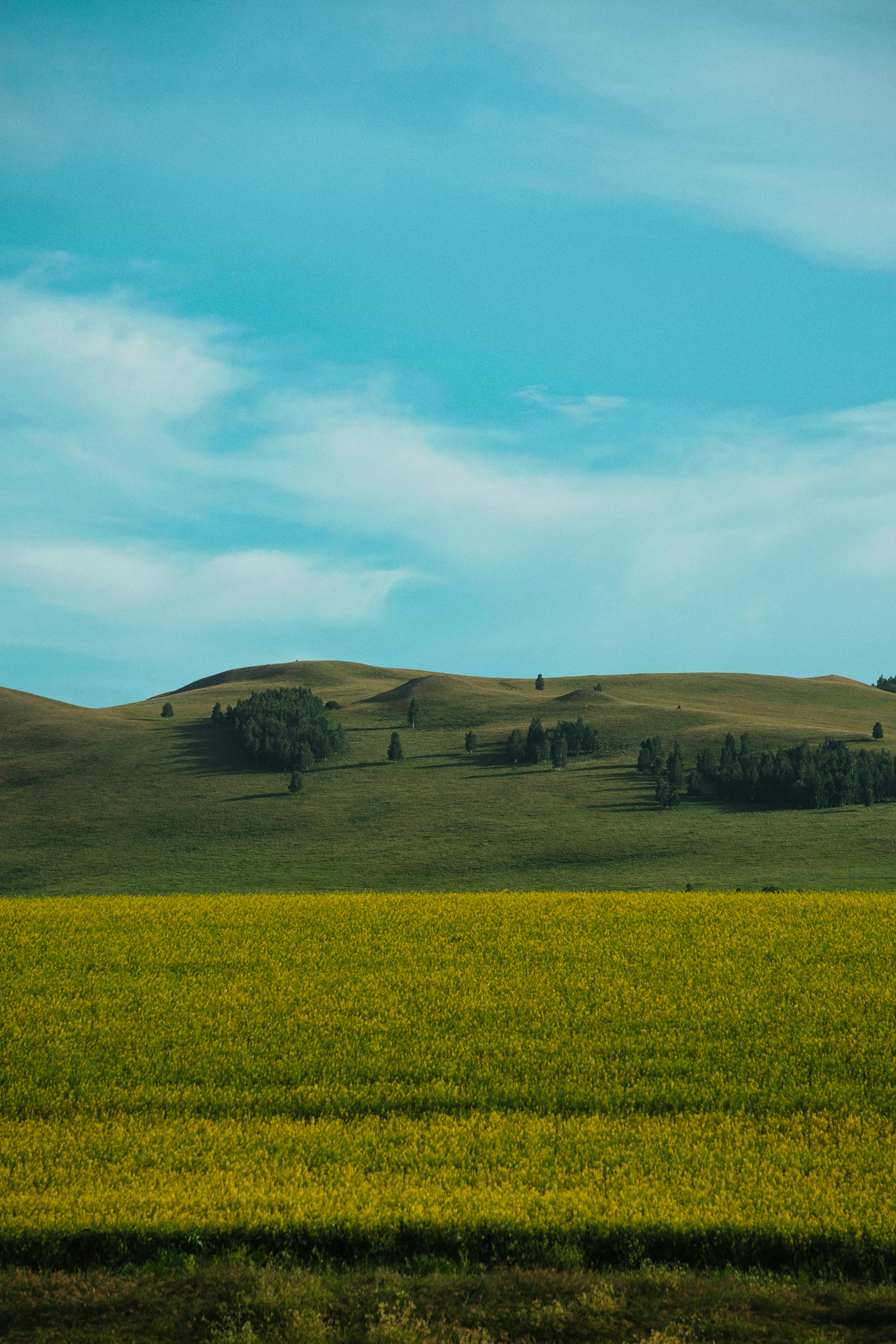 Golden Fields Beneath a Palm-Sky Canopy