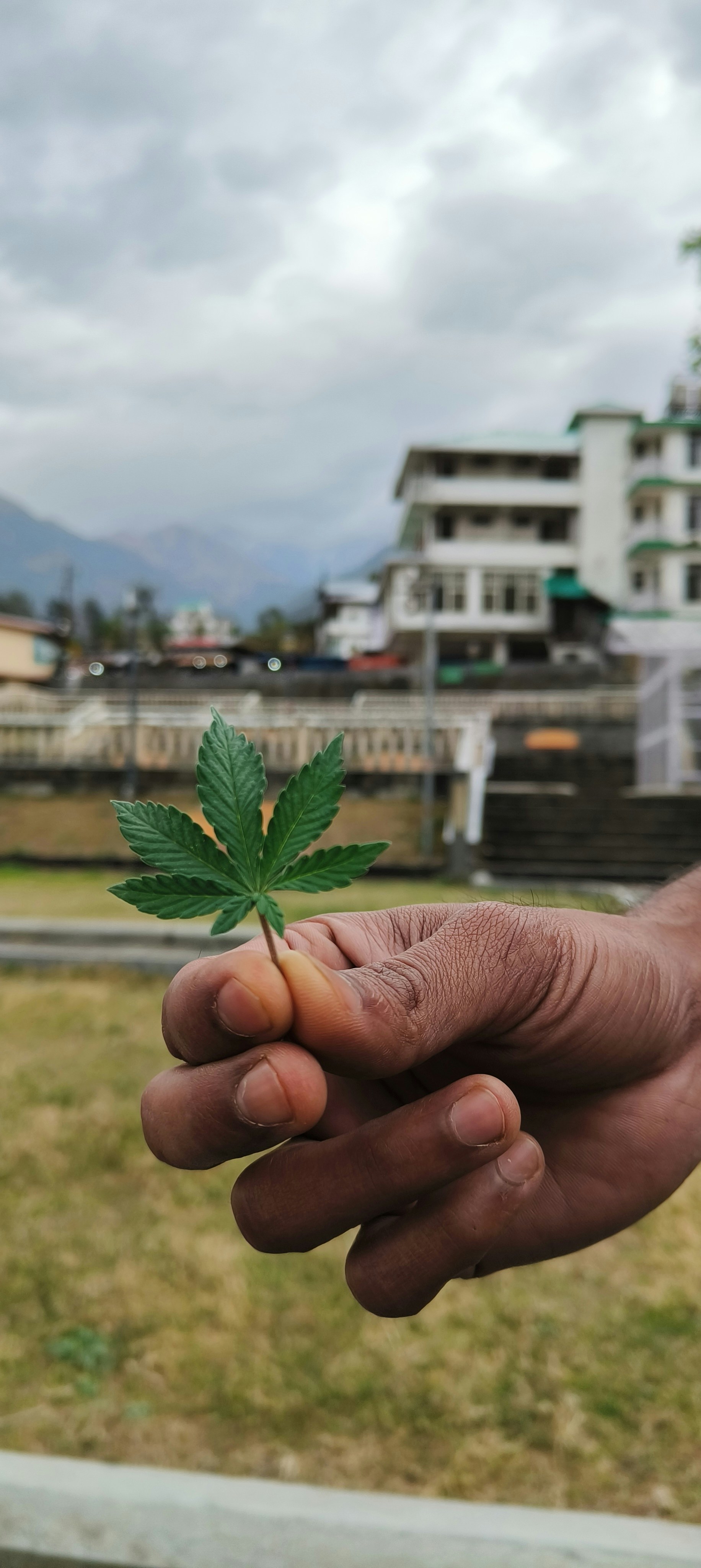 Close-up of a hand holding a green leaf against a blurred urban background, highlighting texture and natural detail in a shallow depth of field.