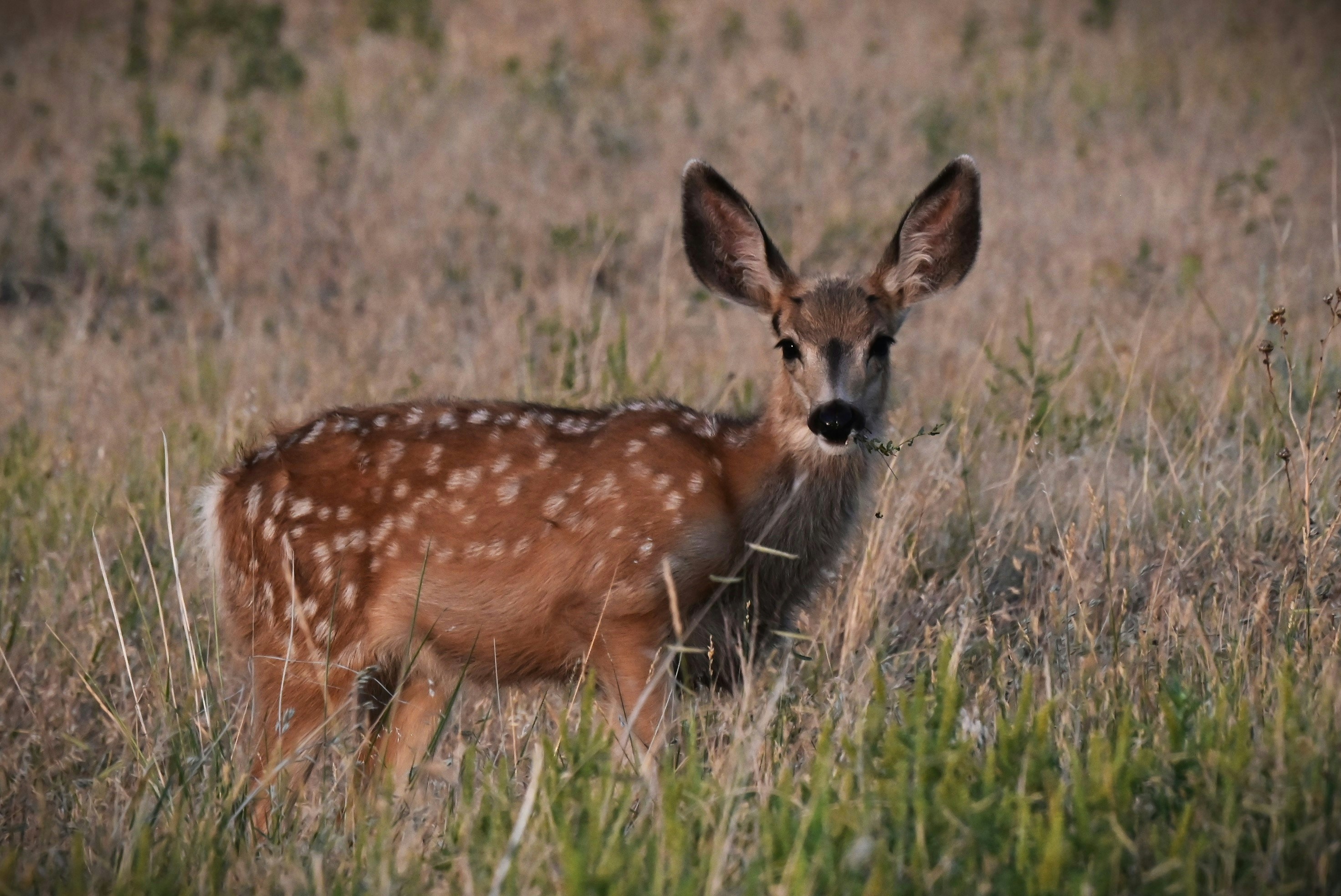 White-tailed Fawn Amid Prairie Weeds