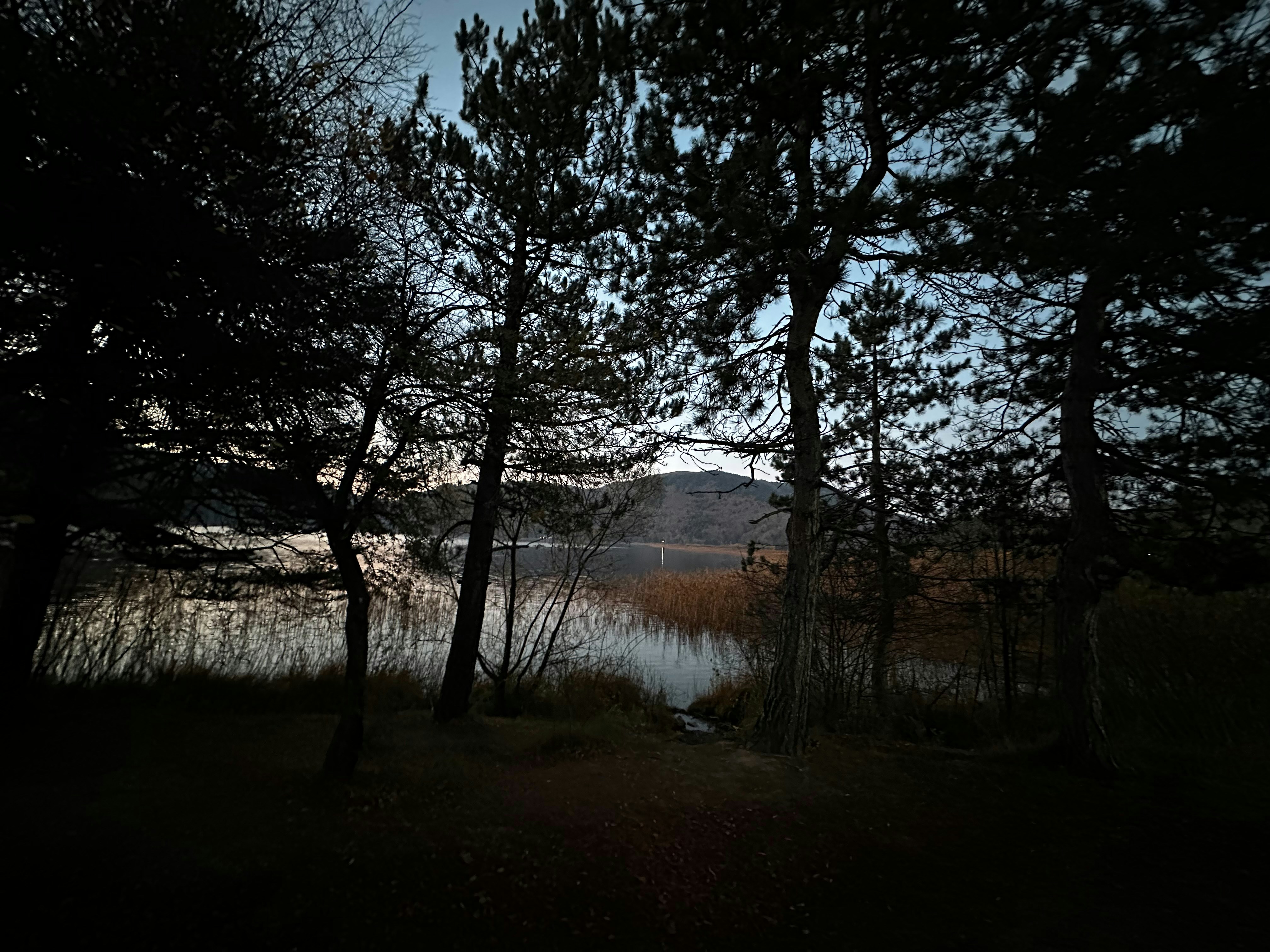 Shoreline Silhouette: Pines Framing a Quiet Lake