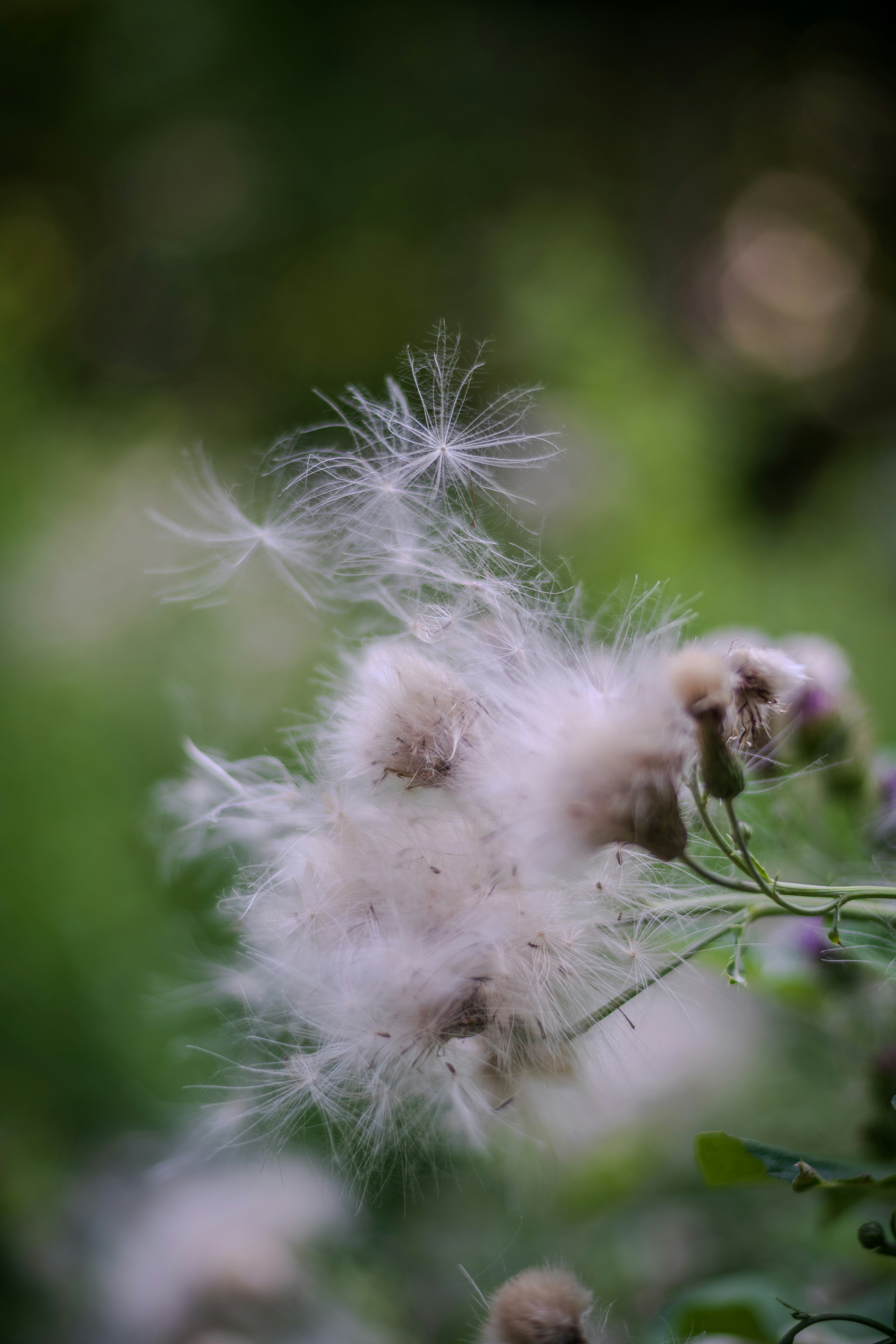 Whispers of Dandelion Dreams