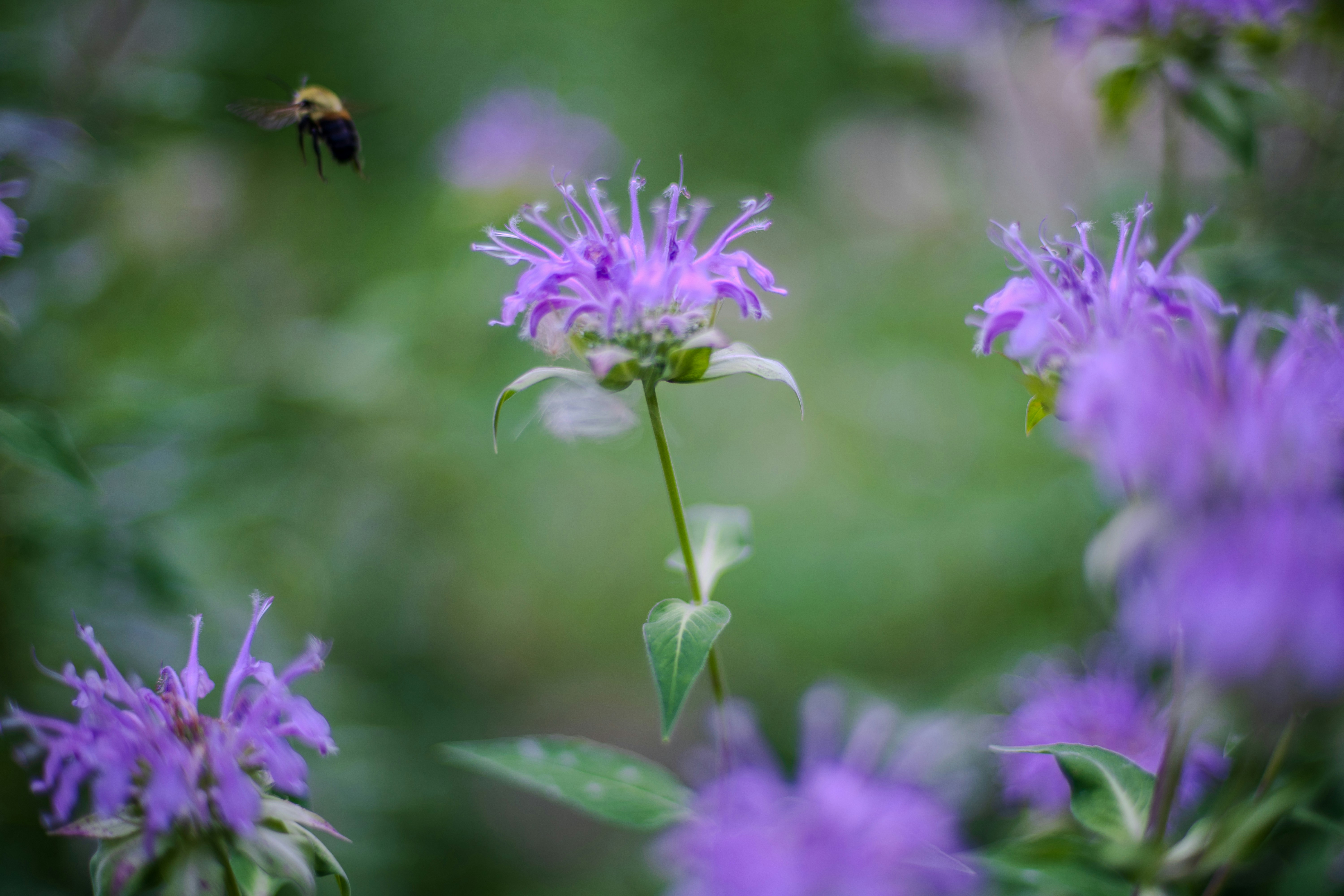 Hovering Promise: A Violet Bloom in Focus as a Bee Approaches