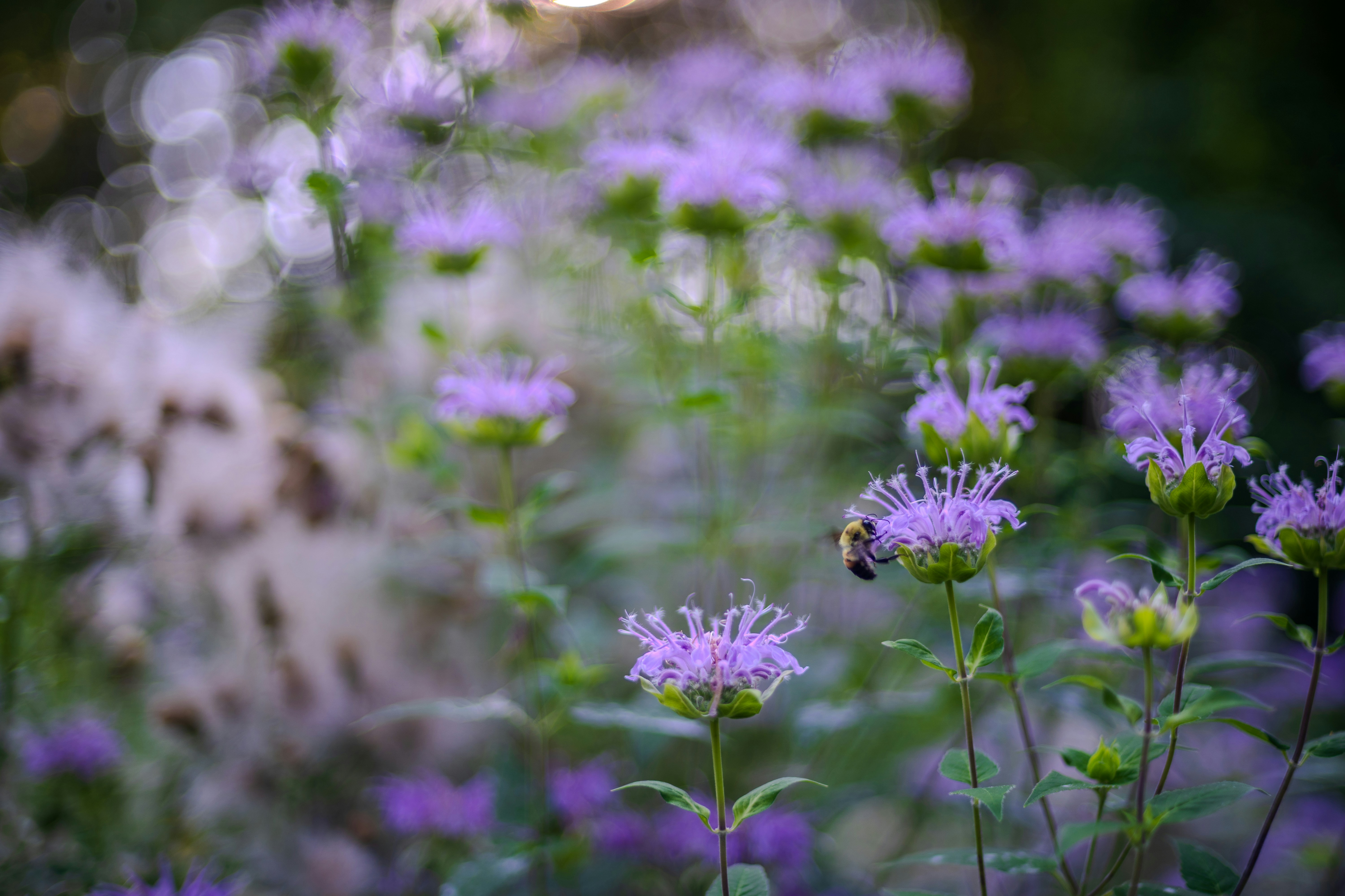 Close-up of purple wildflowers with soft bokeh and a bee in flight