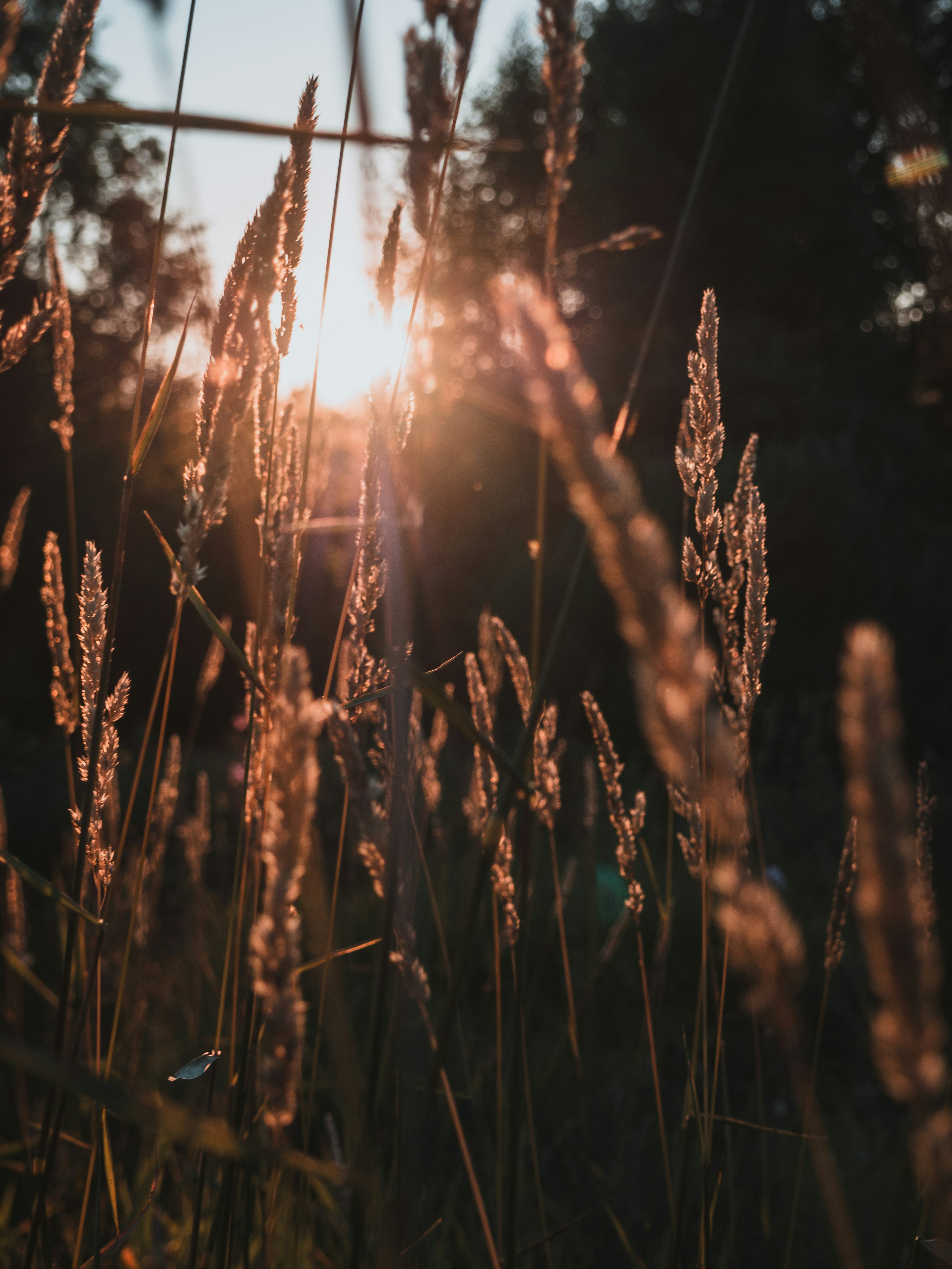 Sunlit seedheads: silhouettes in a backlit meadow