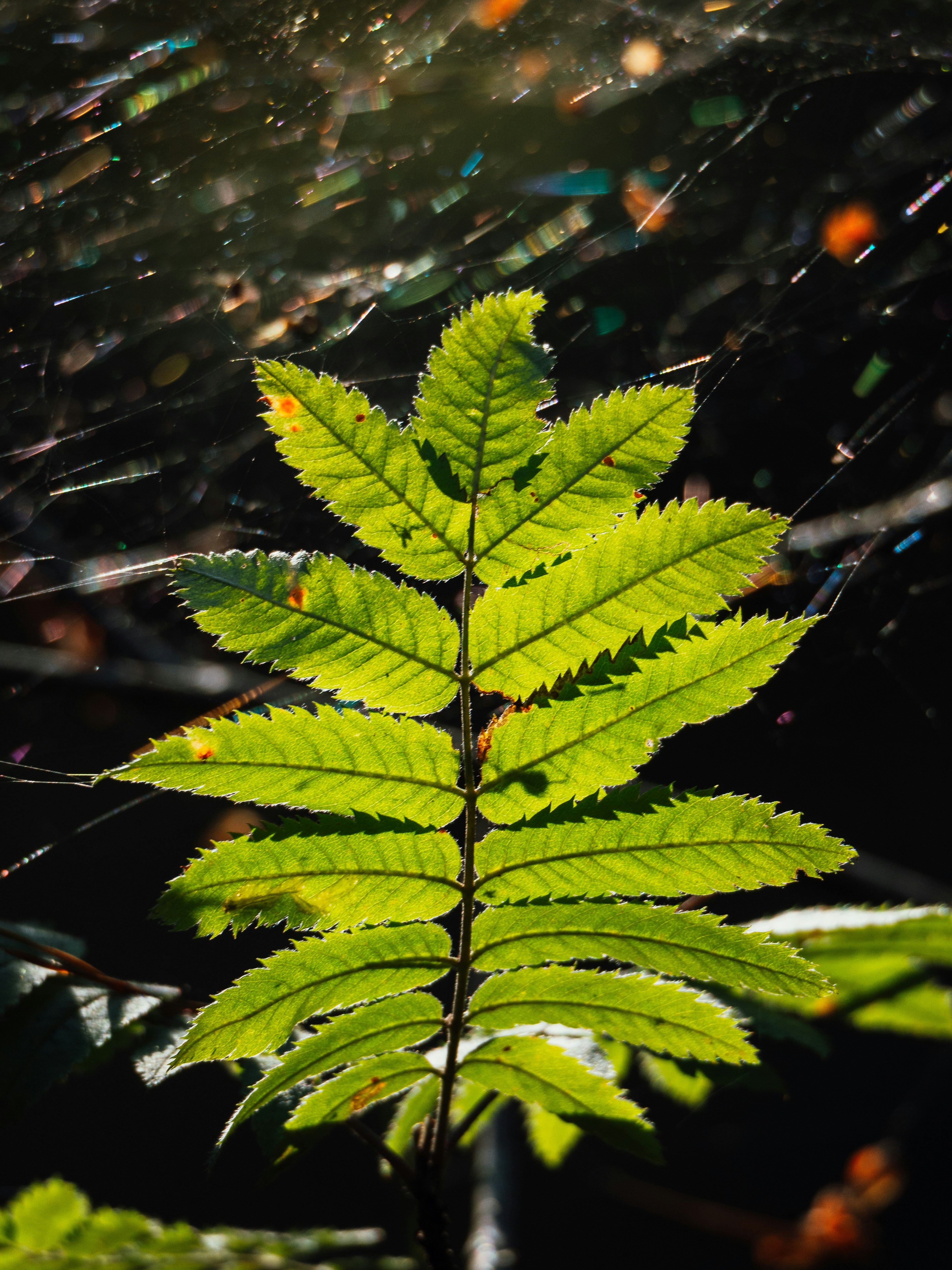 Verdant Fern Frond Pierced by Sunlight Amid a Web of Night