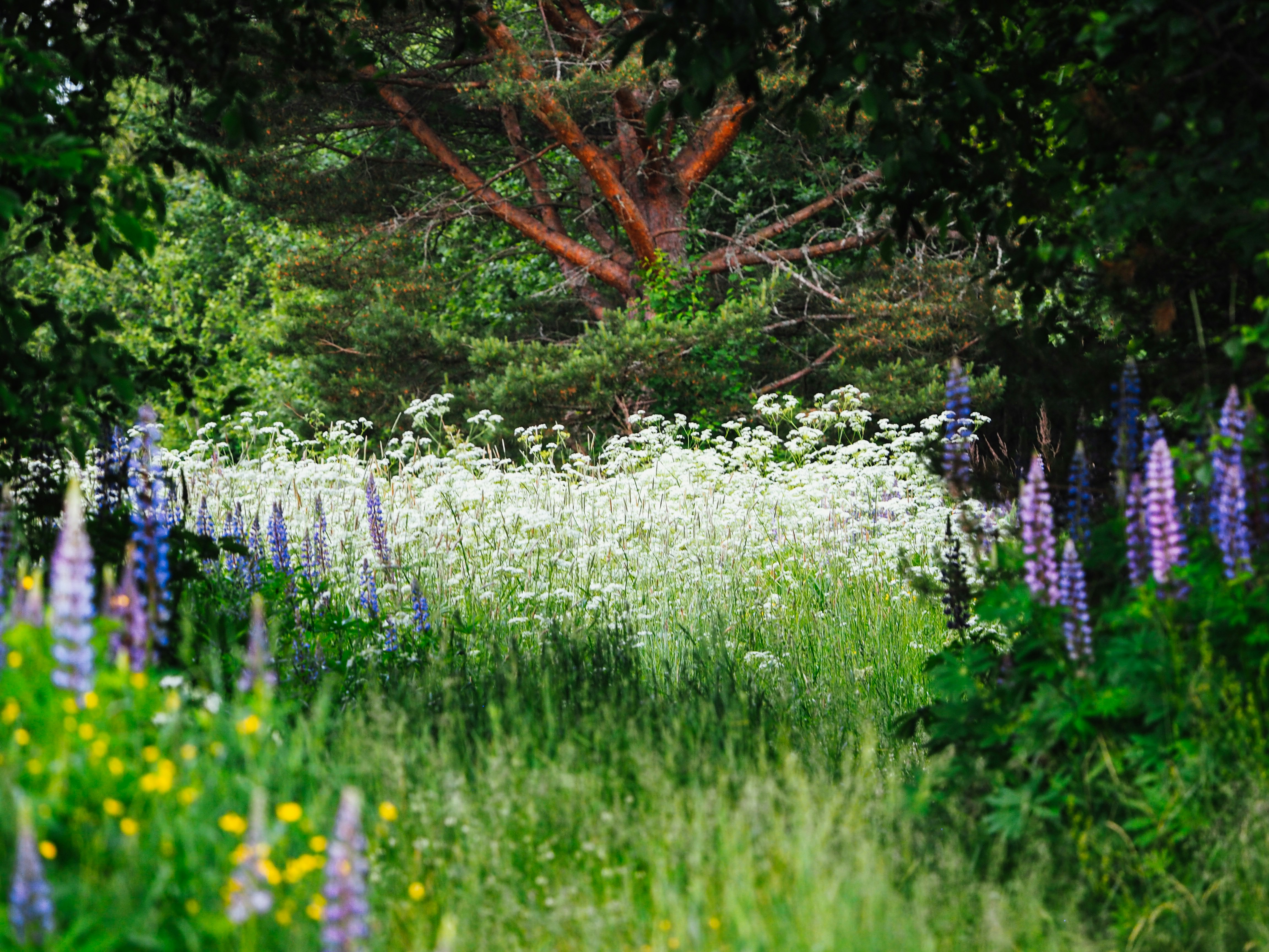 Dappled meadow under a woodland canopy with tall lupines and white wildflowers