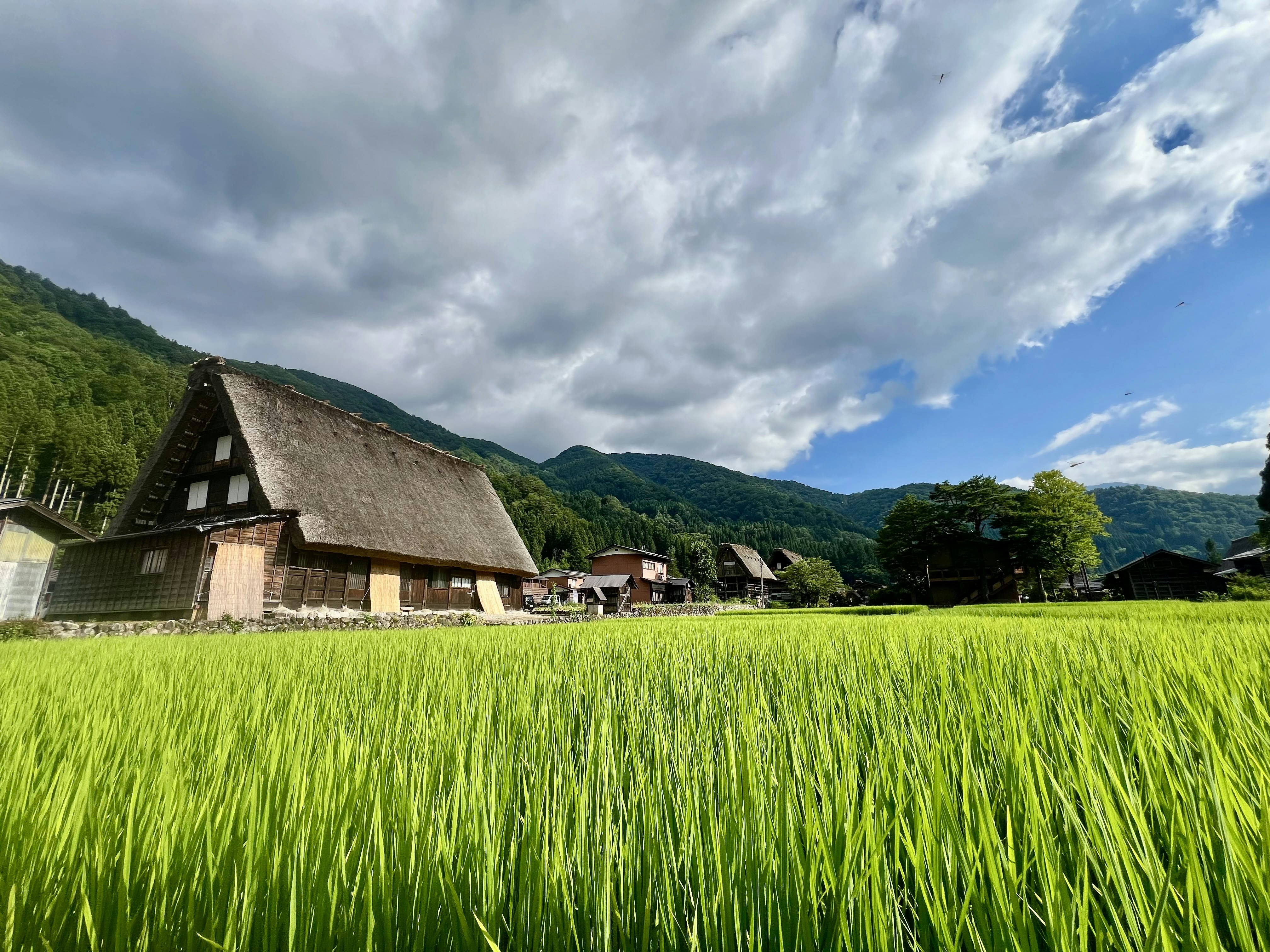 Thatched Roof Dairies: A Quiet Village Amid Green Fields