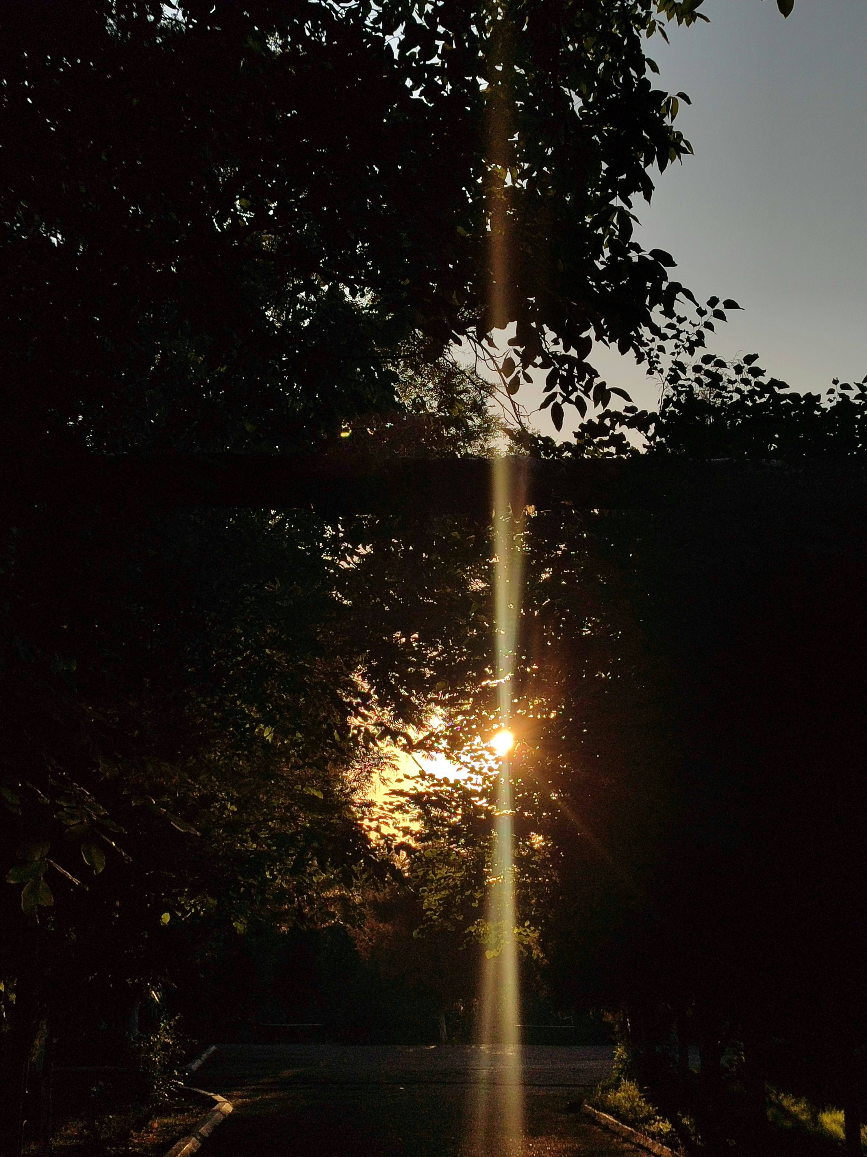 Sunbeam Through Quiet Trees: A Golden Path in Dusk
