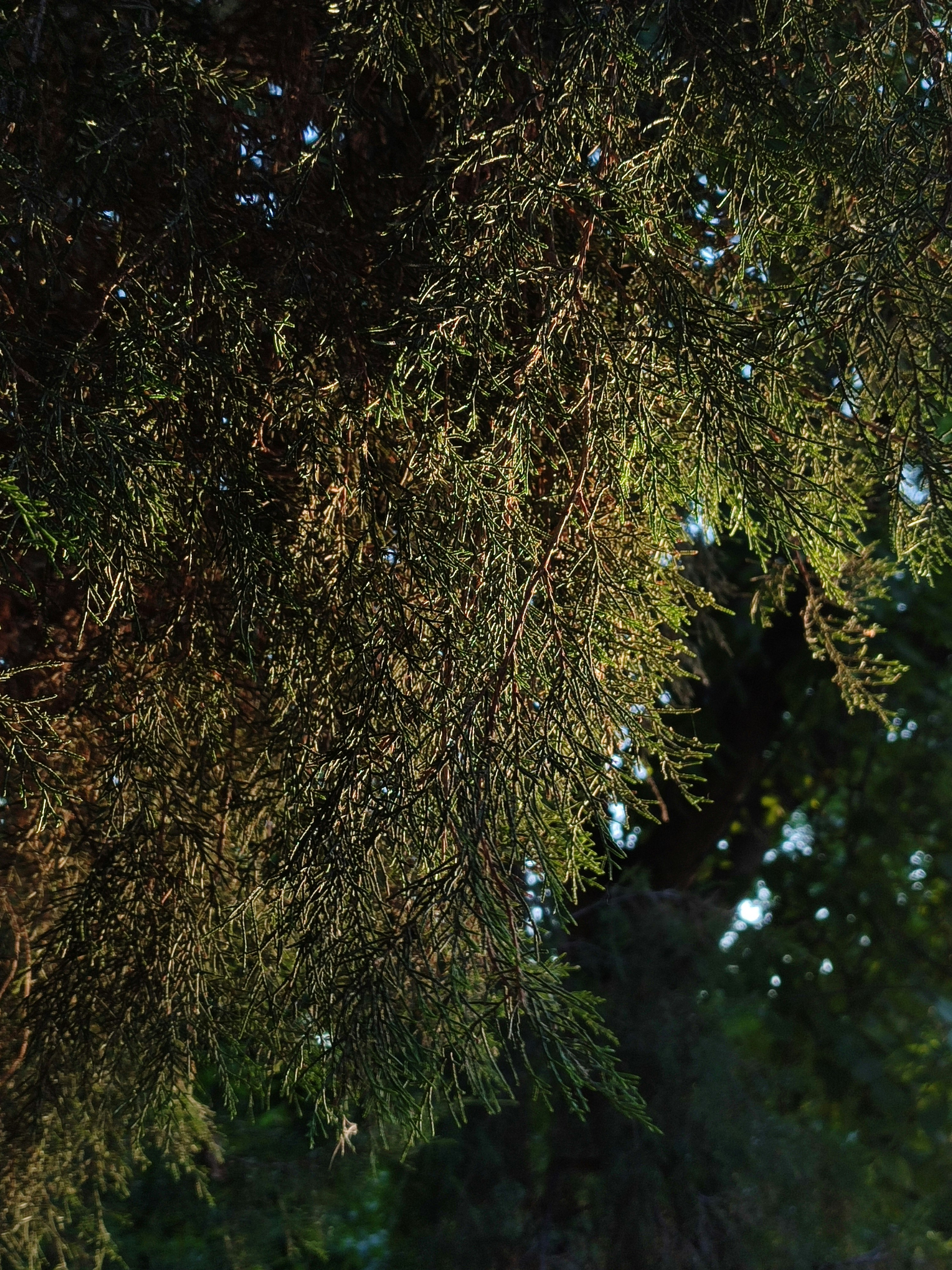 Verdant Curtain: Sunlit Cedar Fronds Framing the Quiet Forest